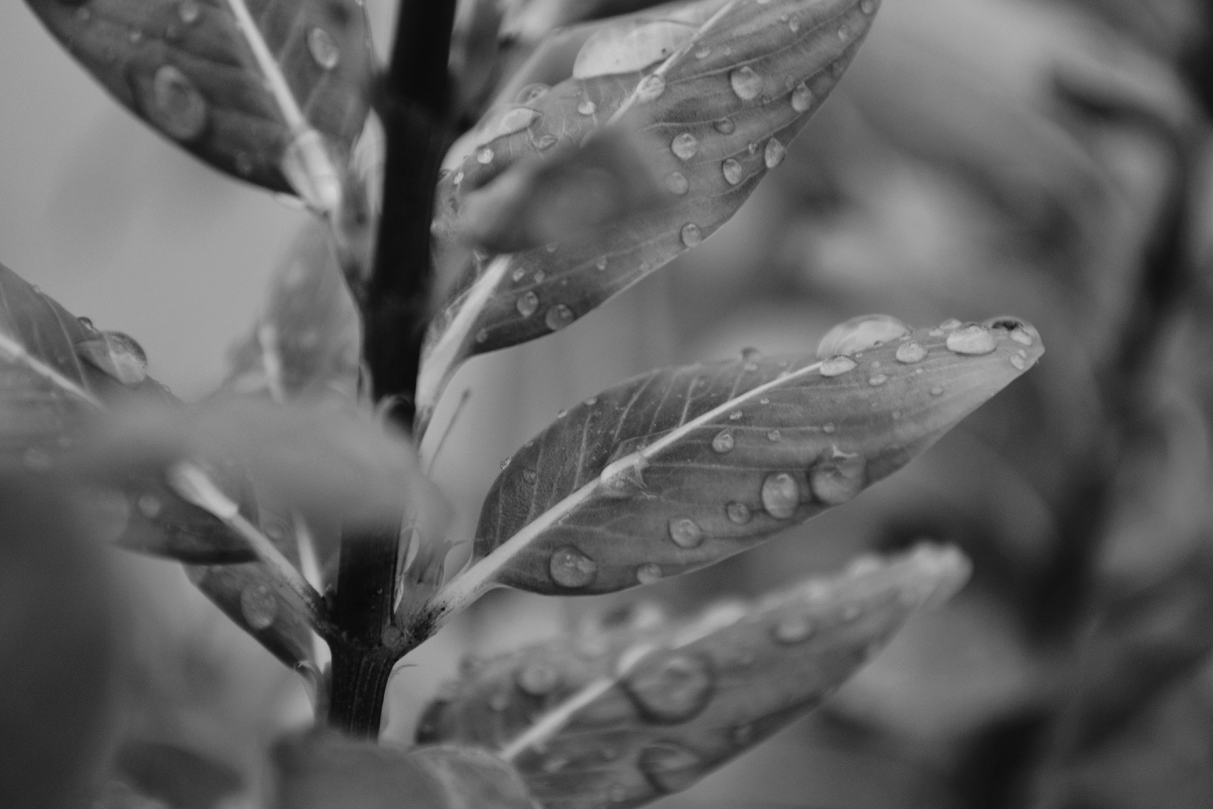 Grayscale Photo of Plant Leaves · Free Stock Photo