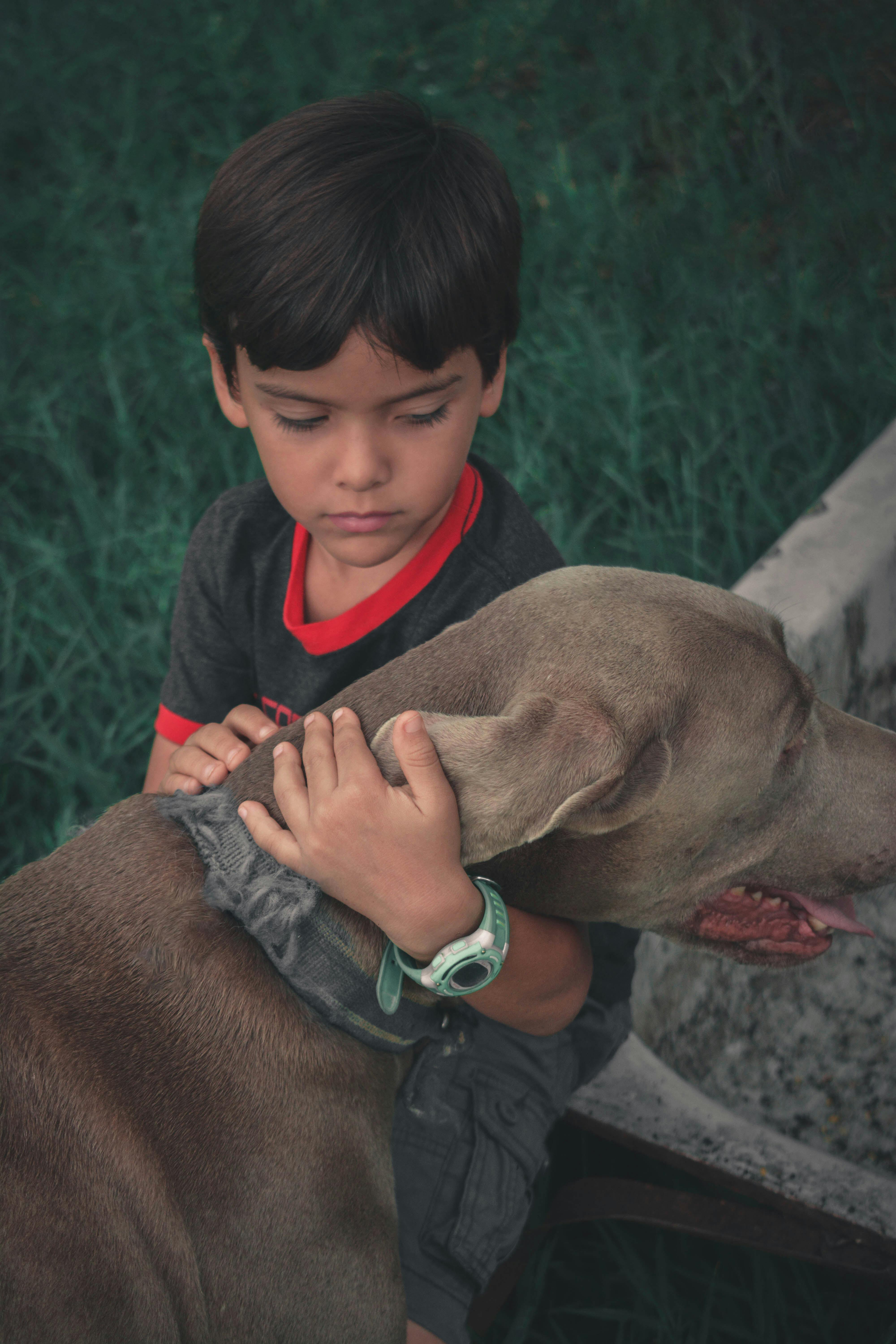 Boy Petting a Brown Dog · Free Stock Photo