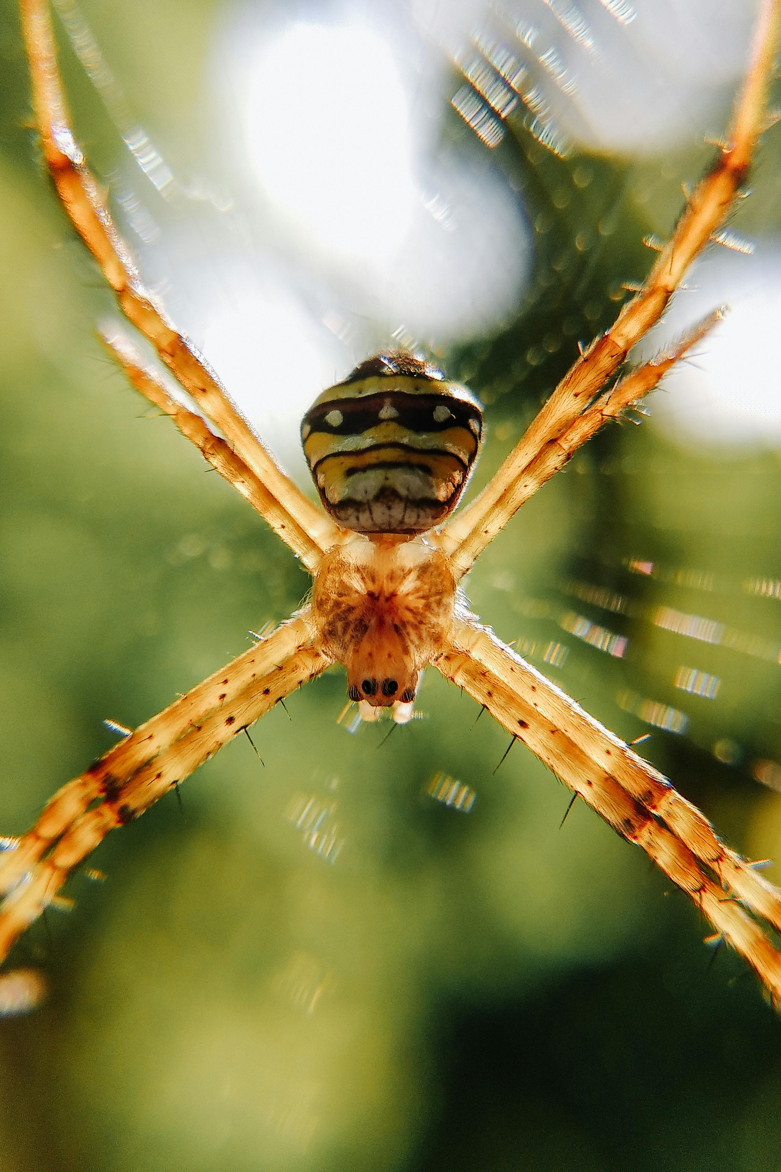 Spider Leg under Microscope · Free Stock Photo