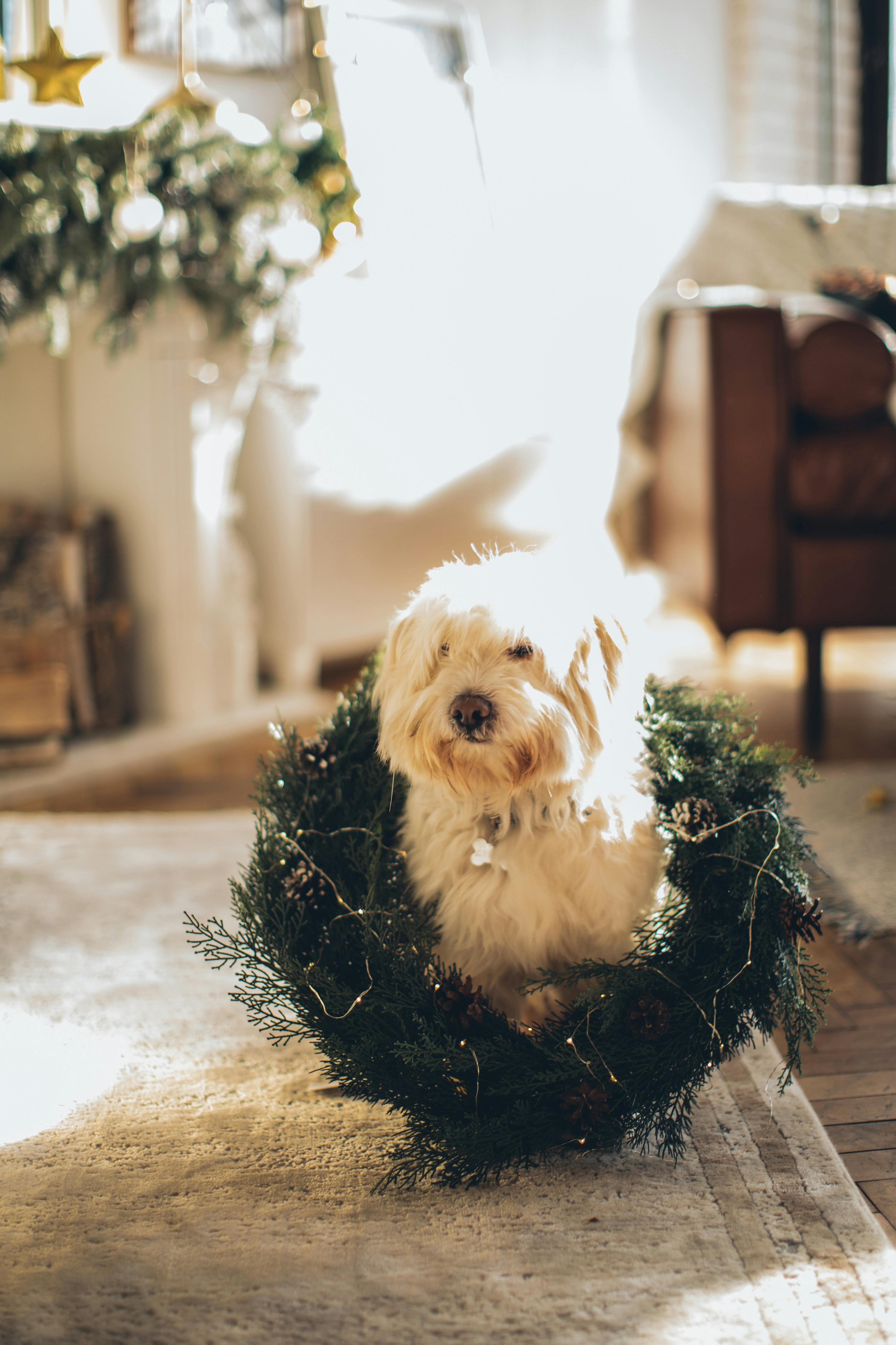 White Fluffy Dog with a Christmas Wreath Sitting on the Floor · Free ...