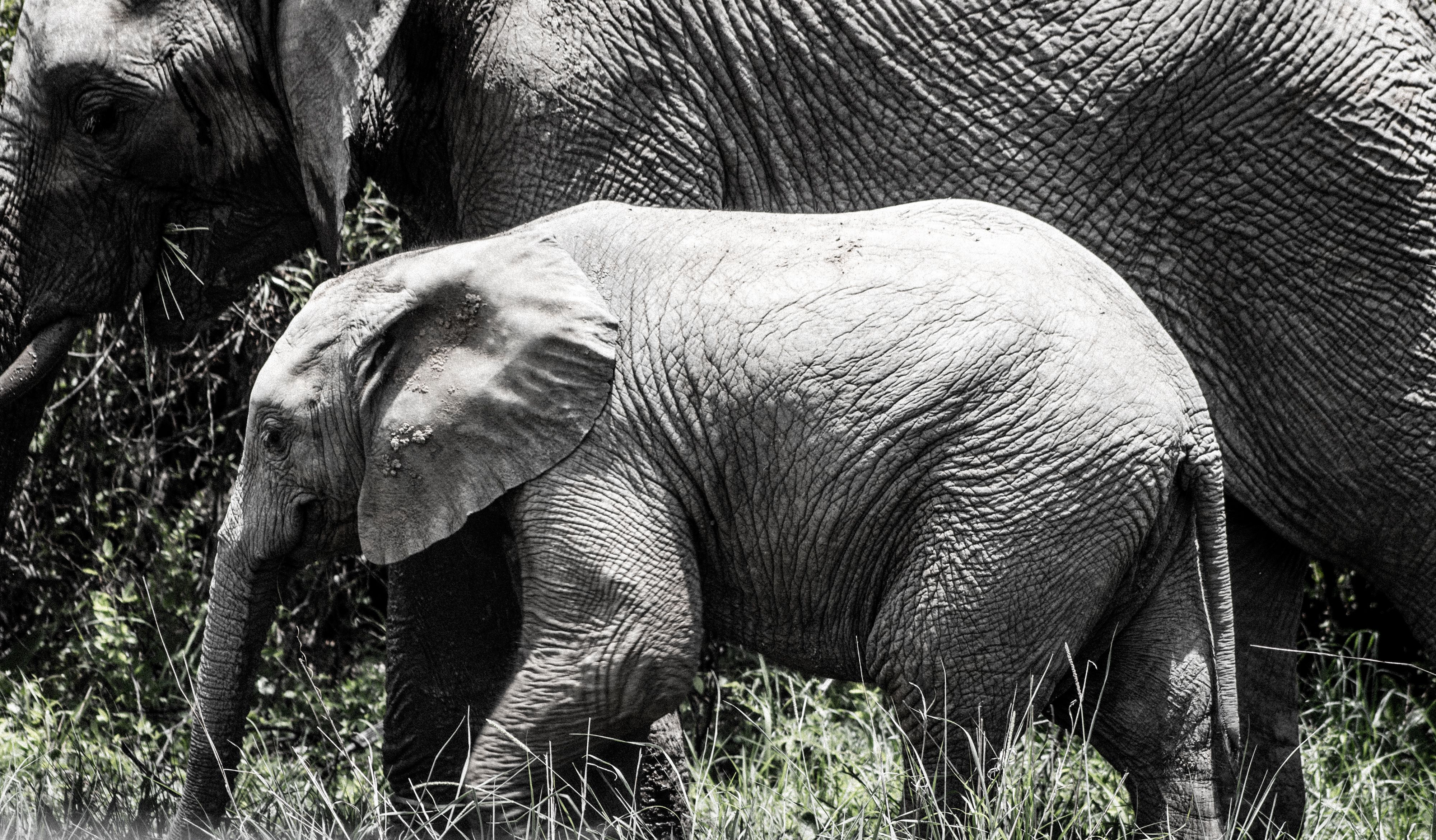 Elephant Same Size Photos, Download The BEST Free Elephant Same Size ...