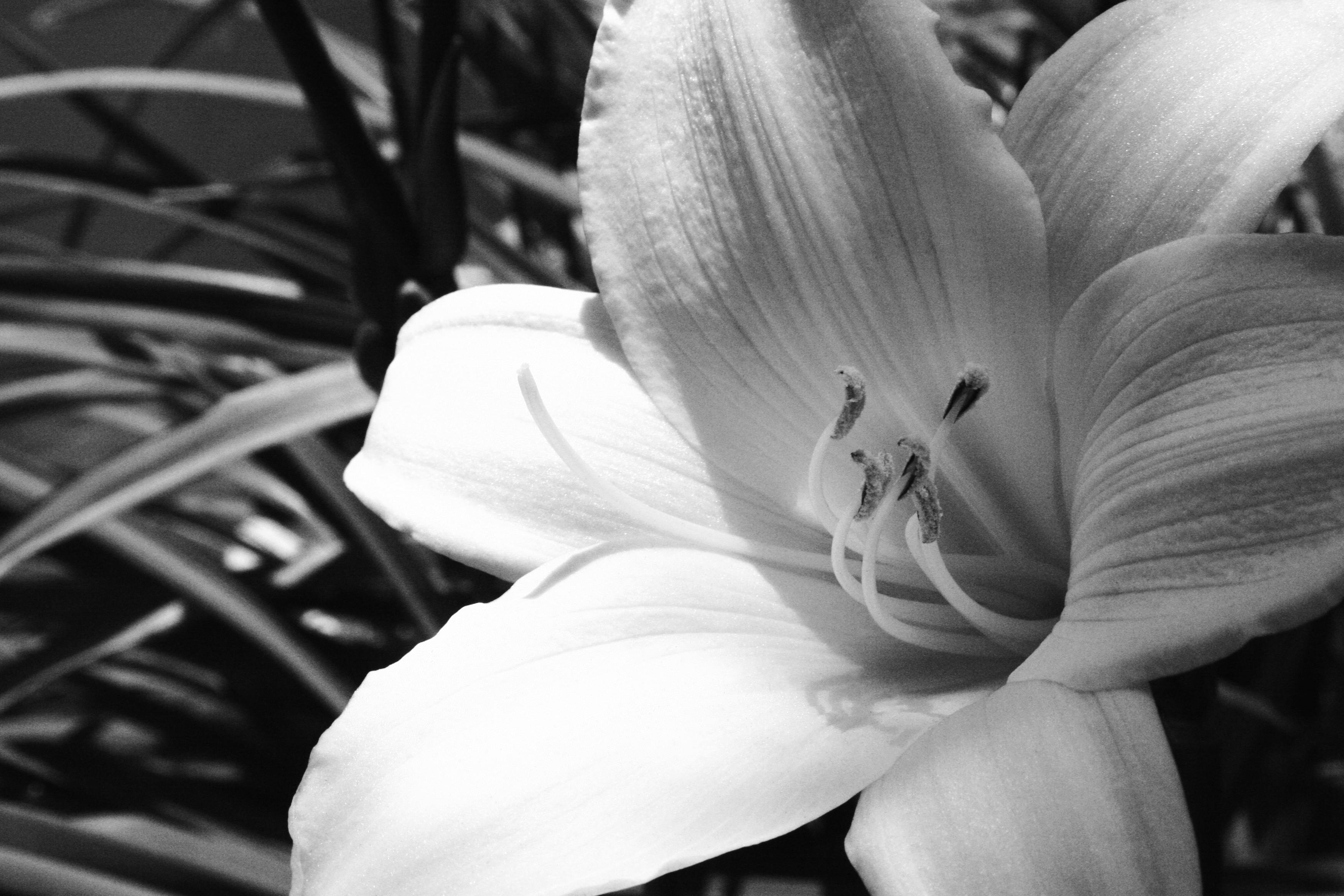 Alex Vaz - Fotografía