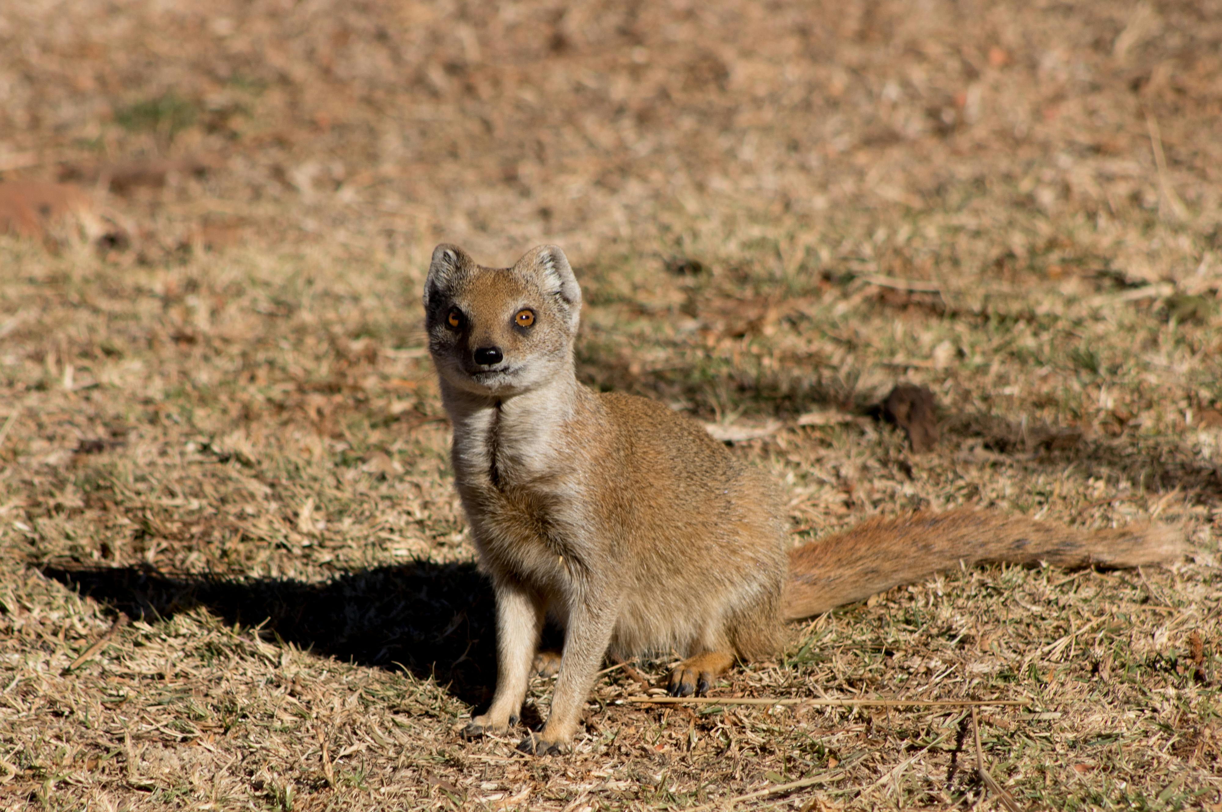 A Mongoose on a Stainless Bowl with Food · Free Stock Photo