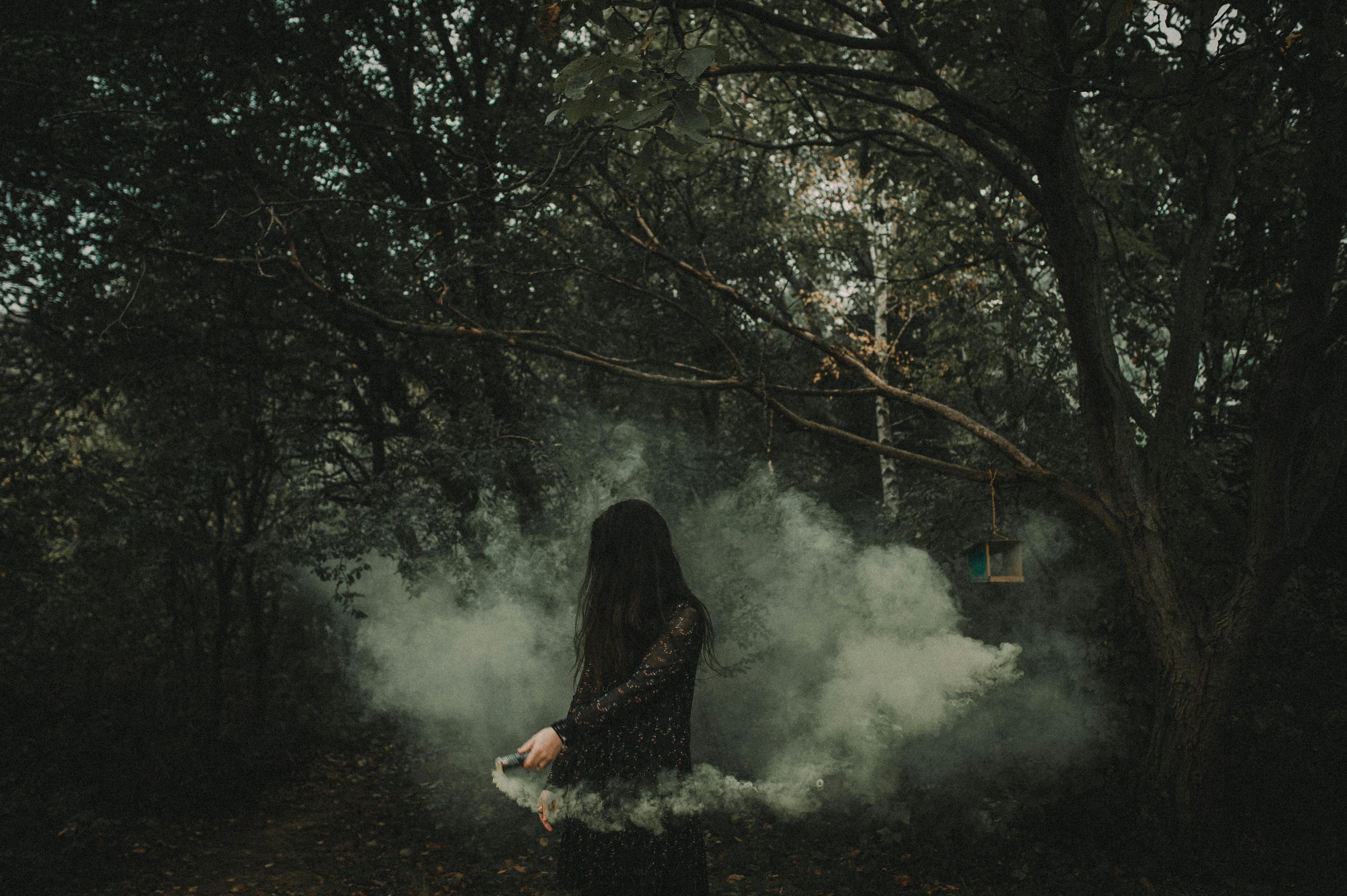 Foto de stock gratuita sobre al aire libre, anochecer, arboles ...