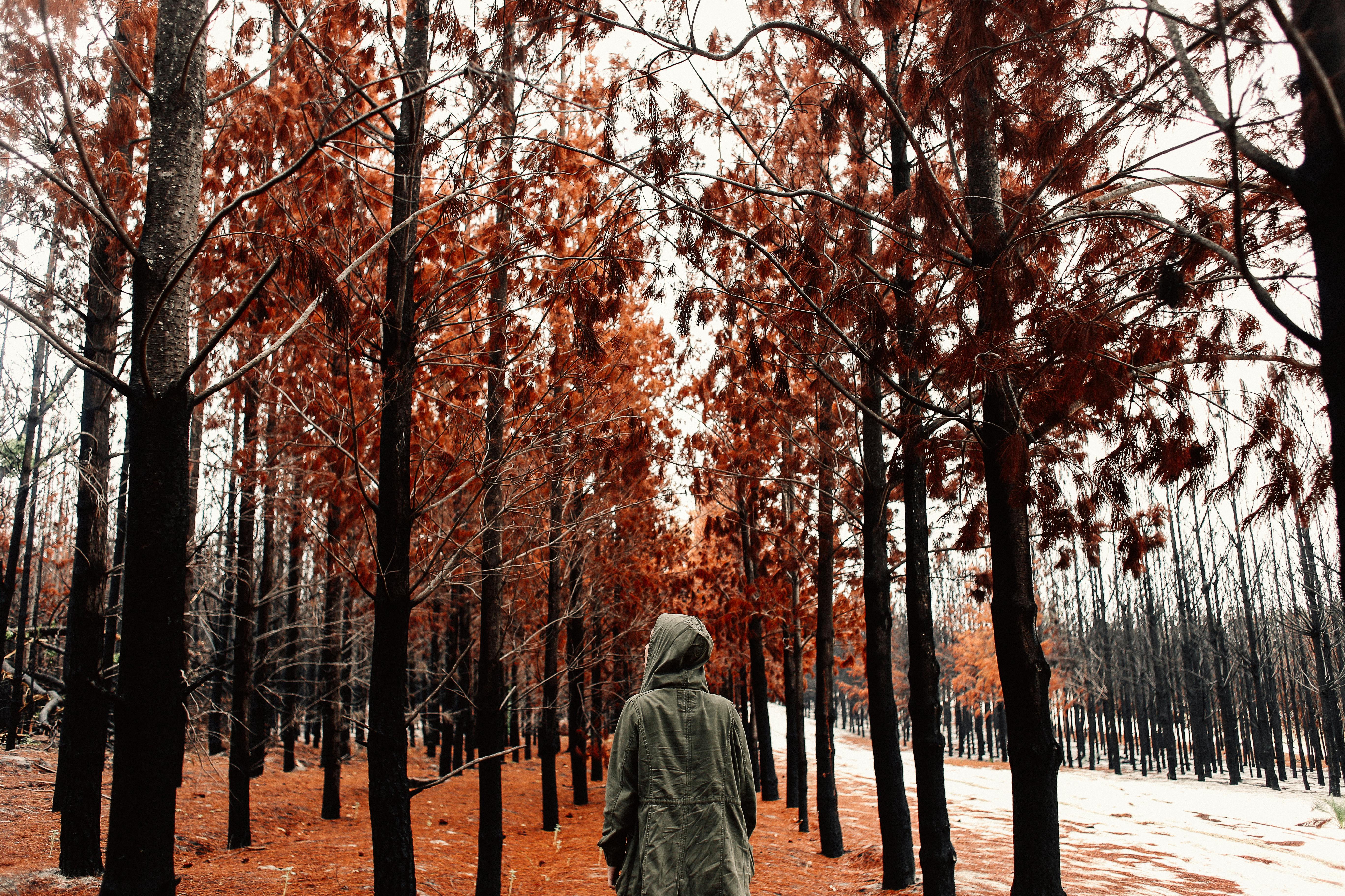 Beautiful Back Ground Images Photos, Download The BEST Free Beautiful ...