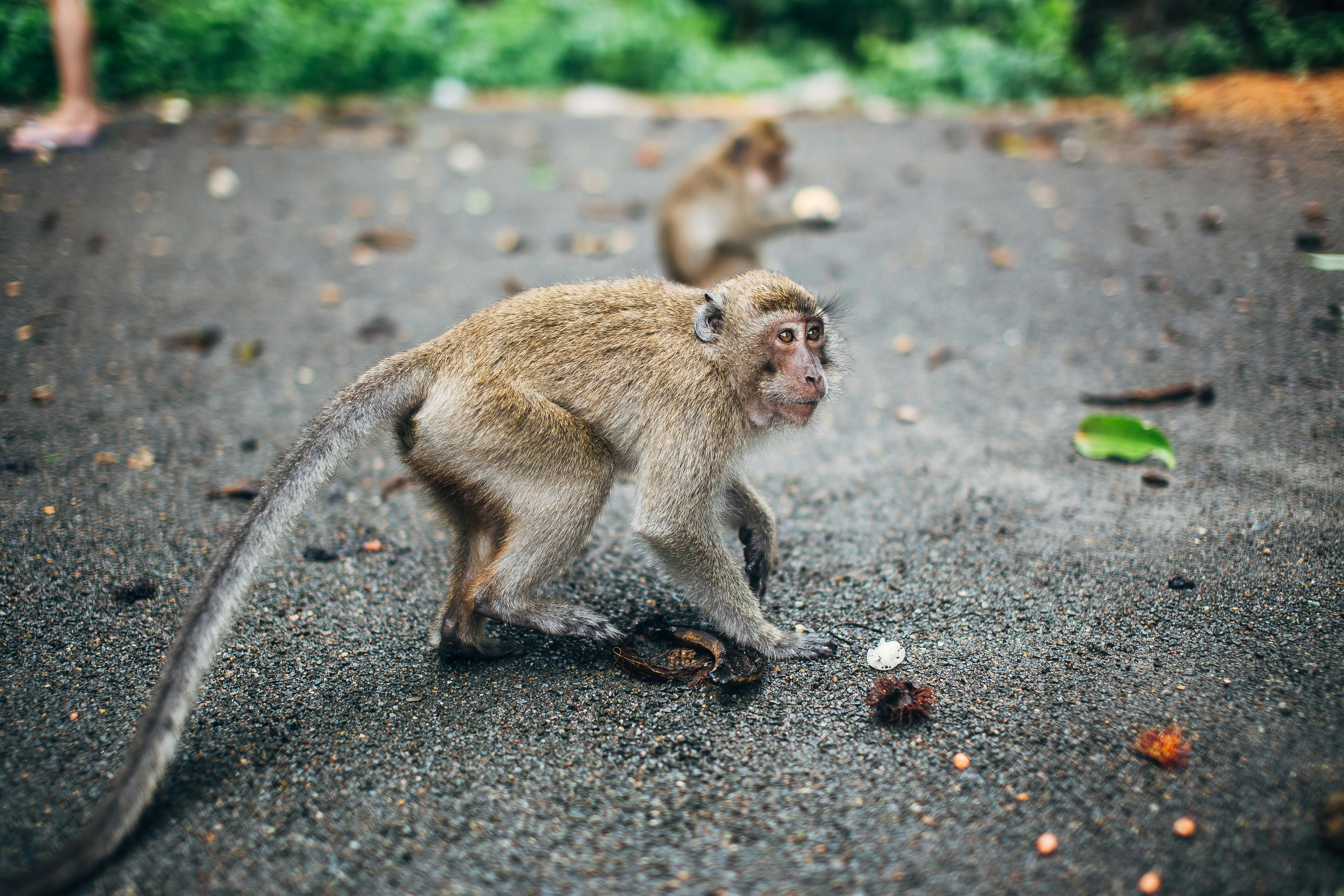 Brown Monkey on Ground · Free Stock Photo