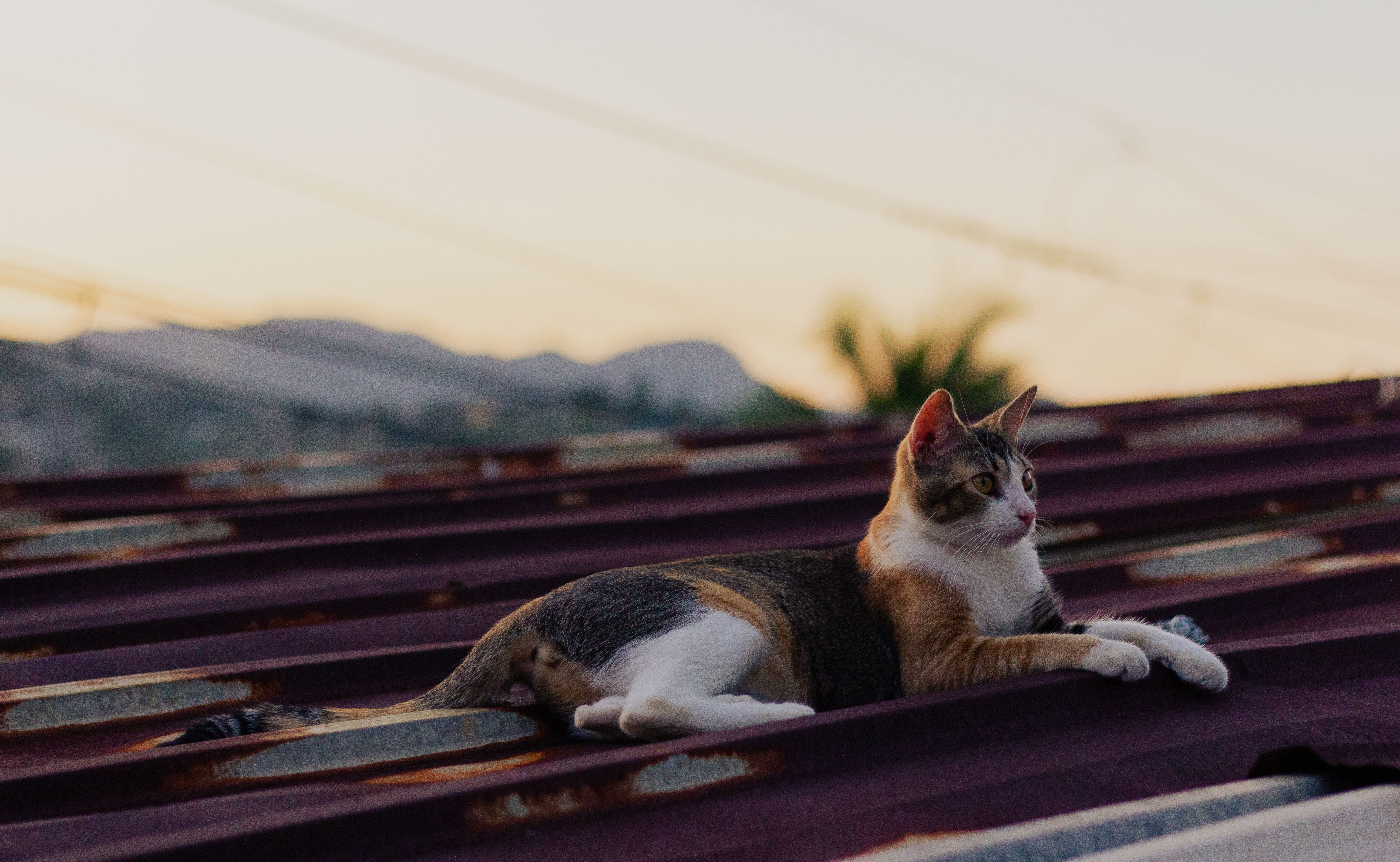 Cat On A Roof Photos, Download The BEST Free Cat On A Roof Stock Photos ...