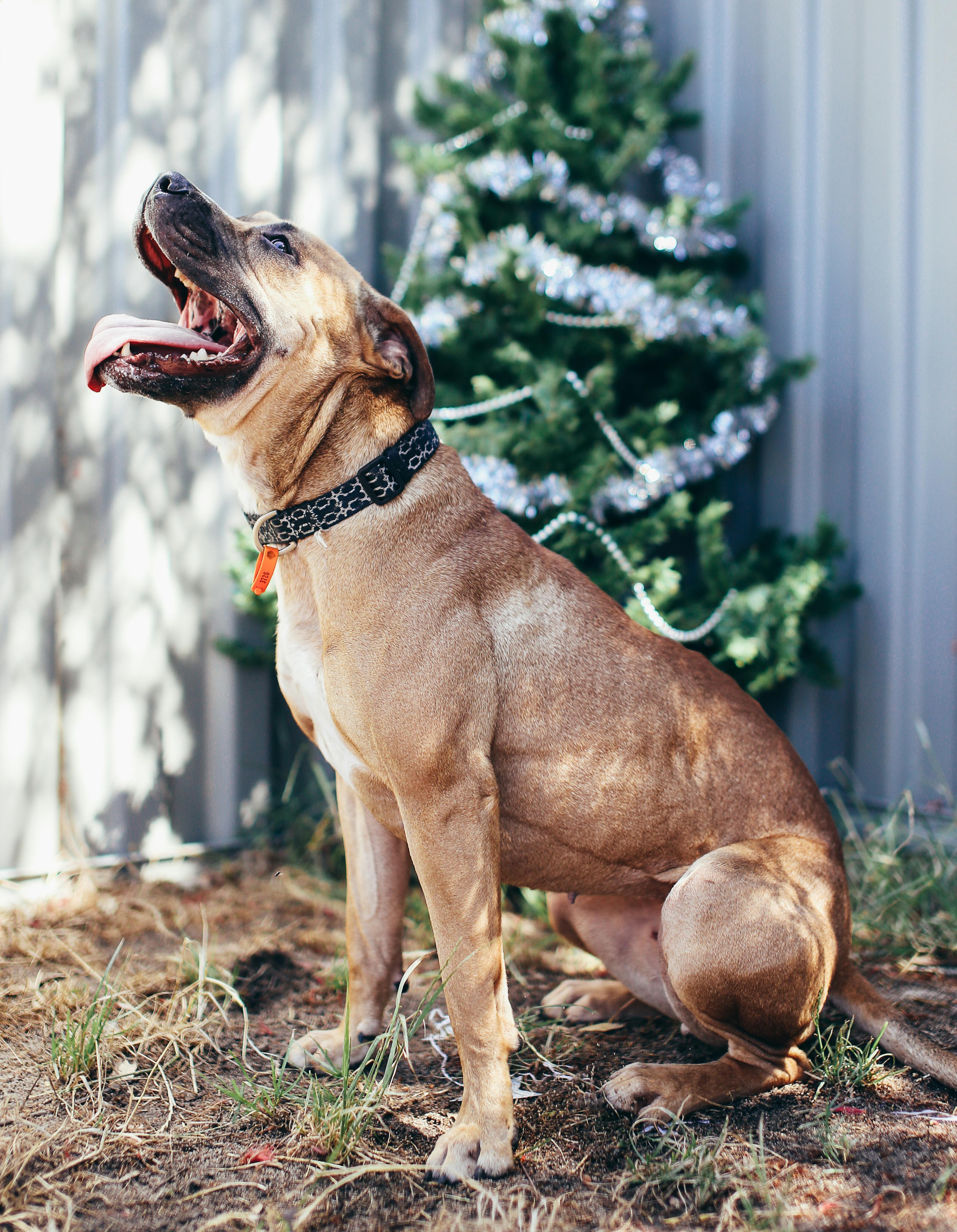 A Brown Dog Sitting · Free Stock Photo