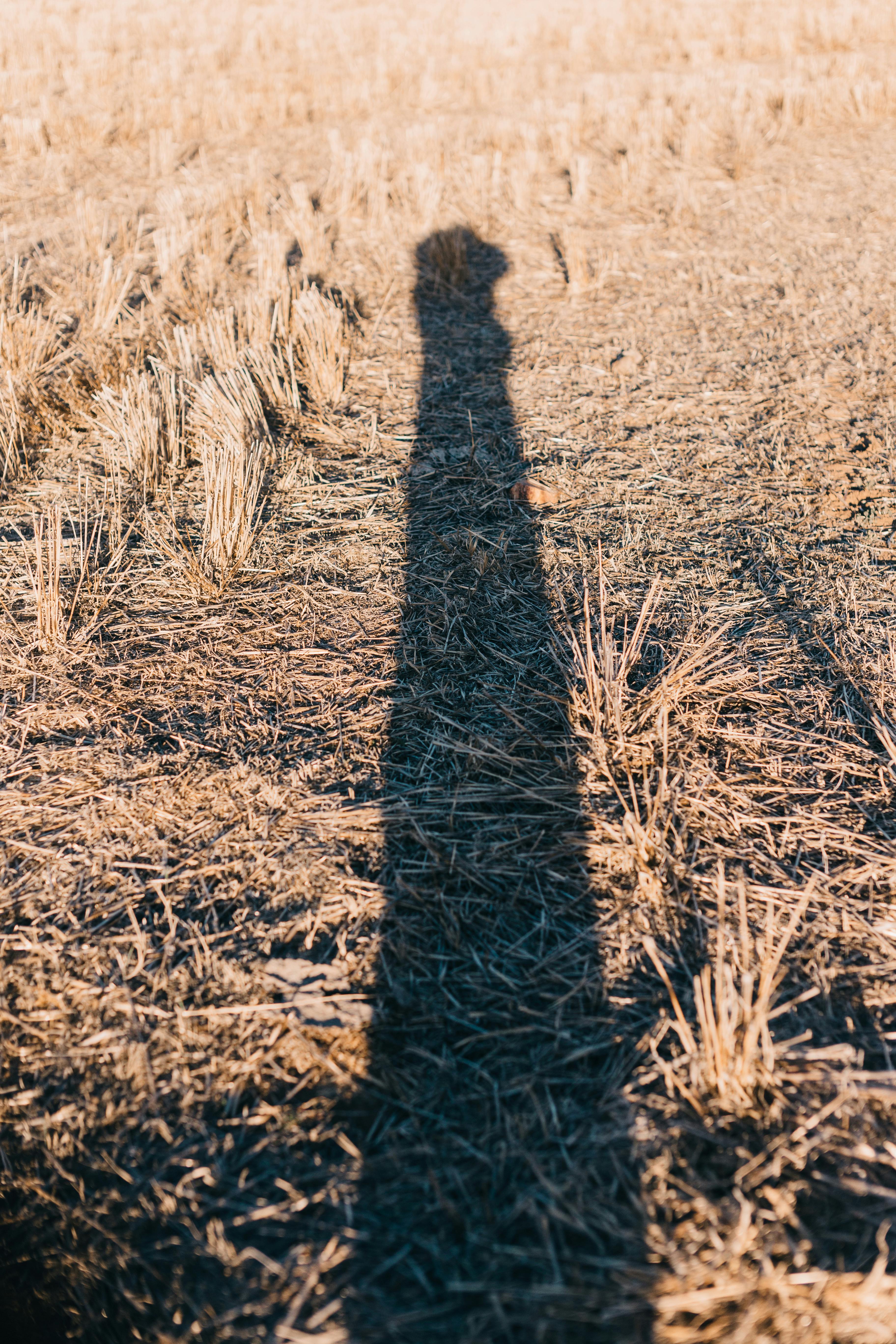 Shadow by the Sun on Brown Grass Field · Free Stock Photo