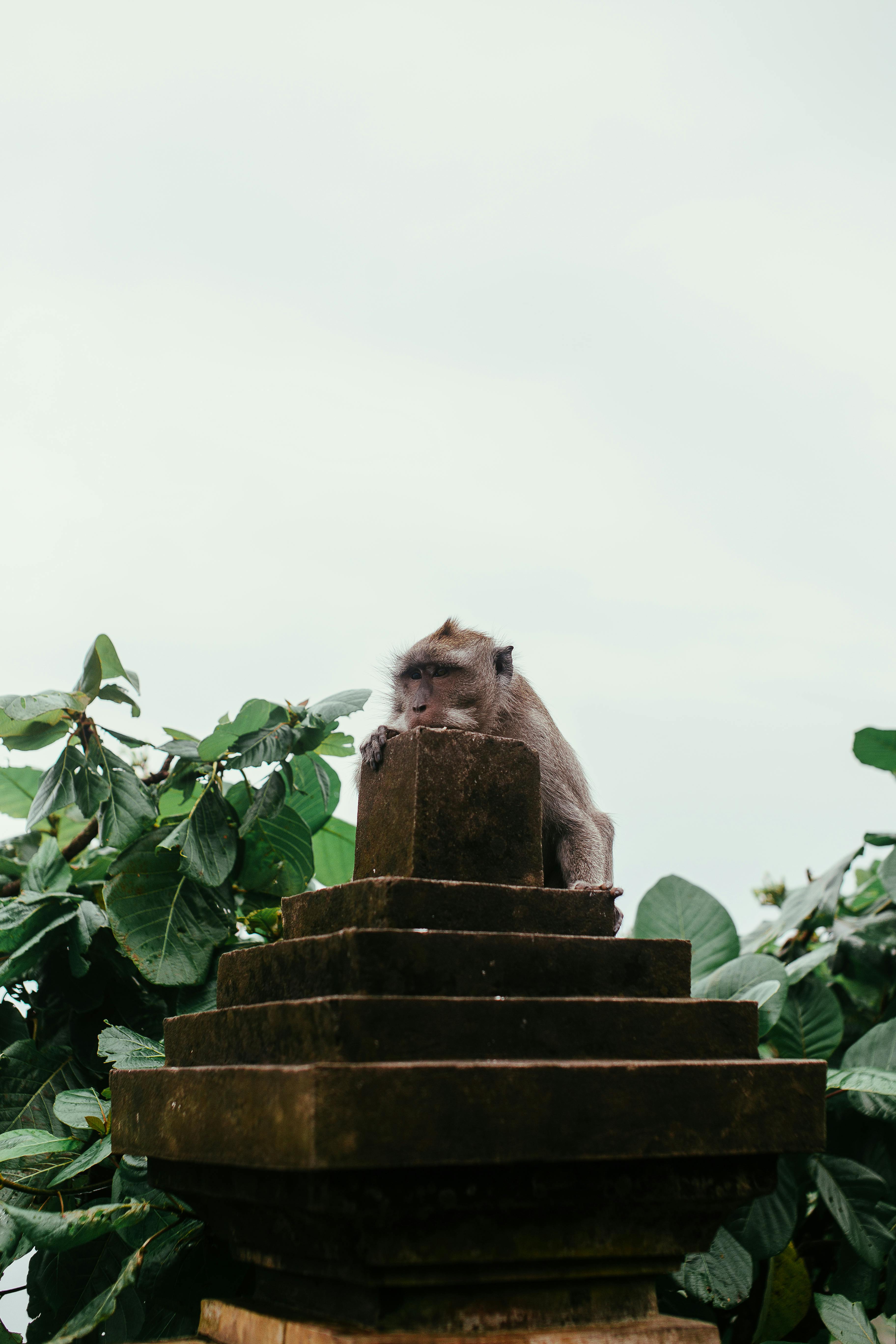 Monkey Sitting on a Column · Free Stock Photo