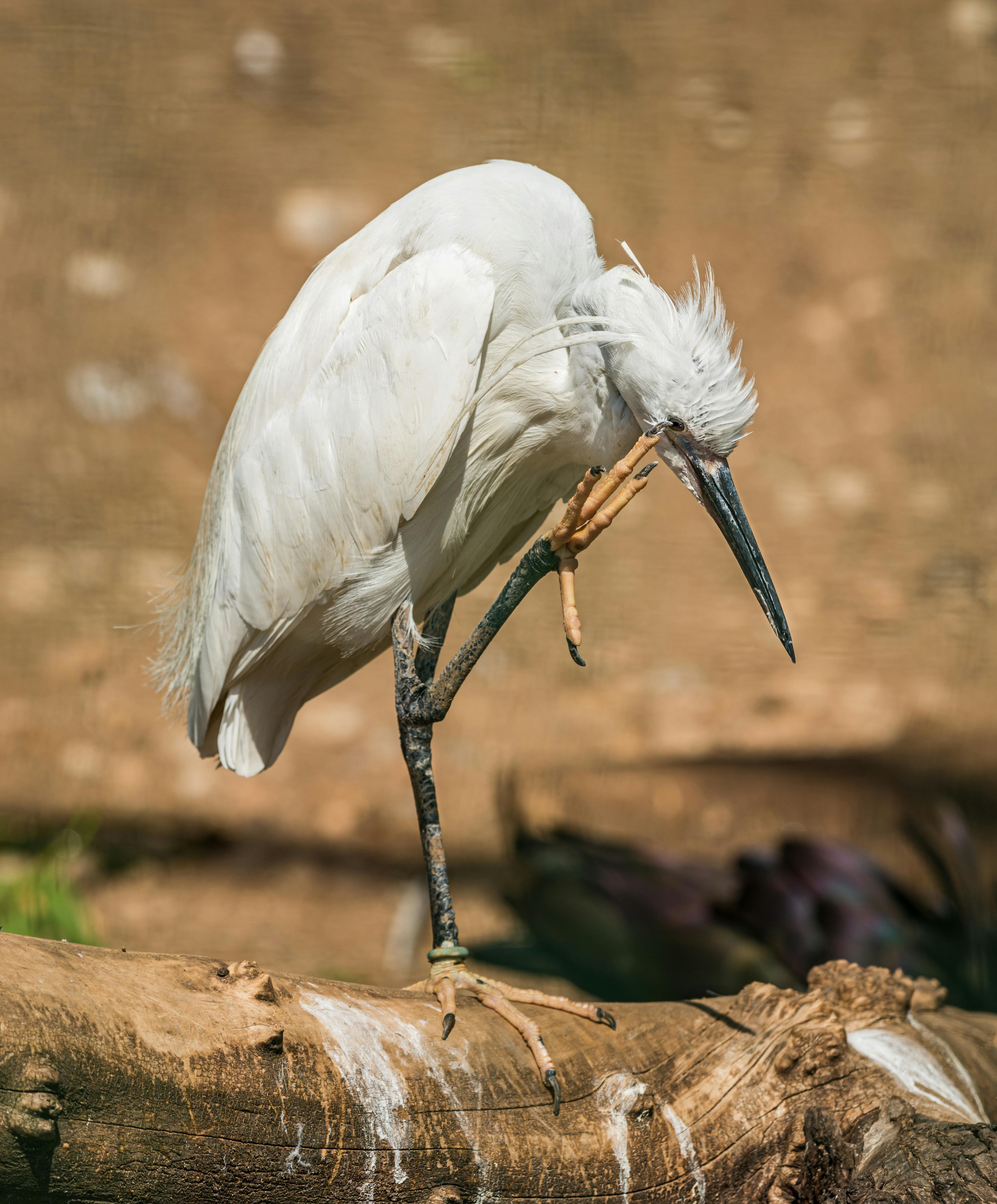 Curious Falcon Looking at Ca · Free Stock Photo