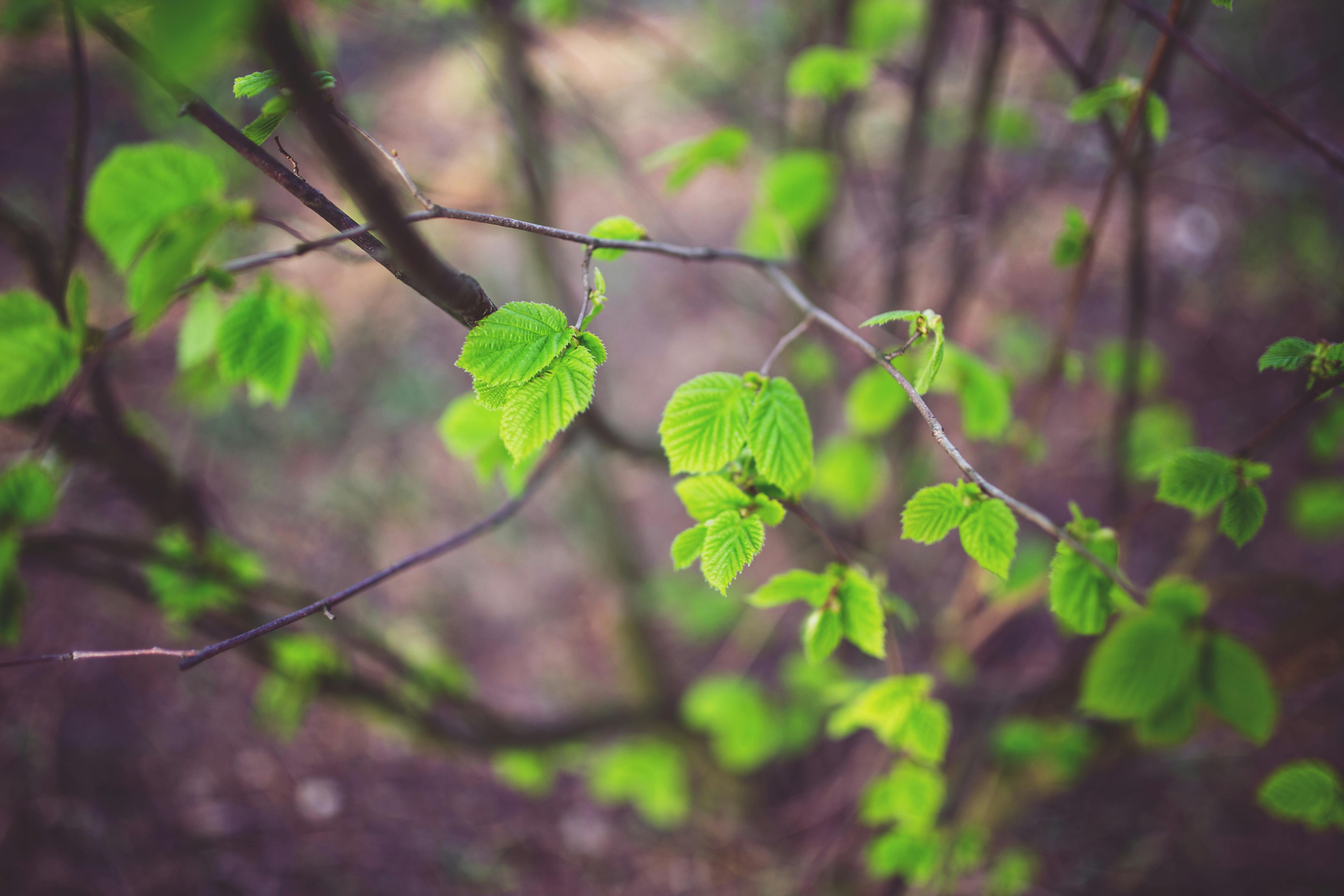 Young little leaves · Free Stock Photo