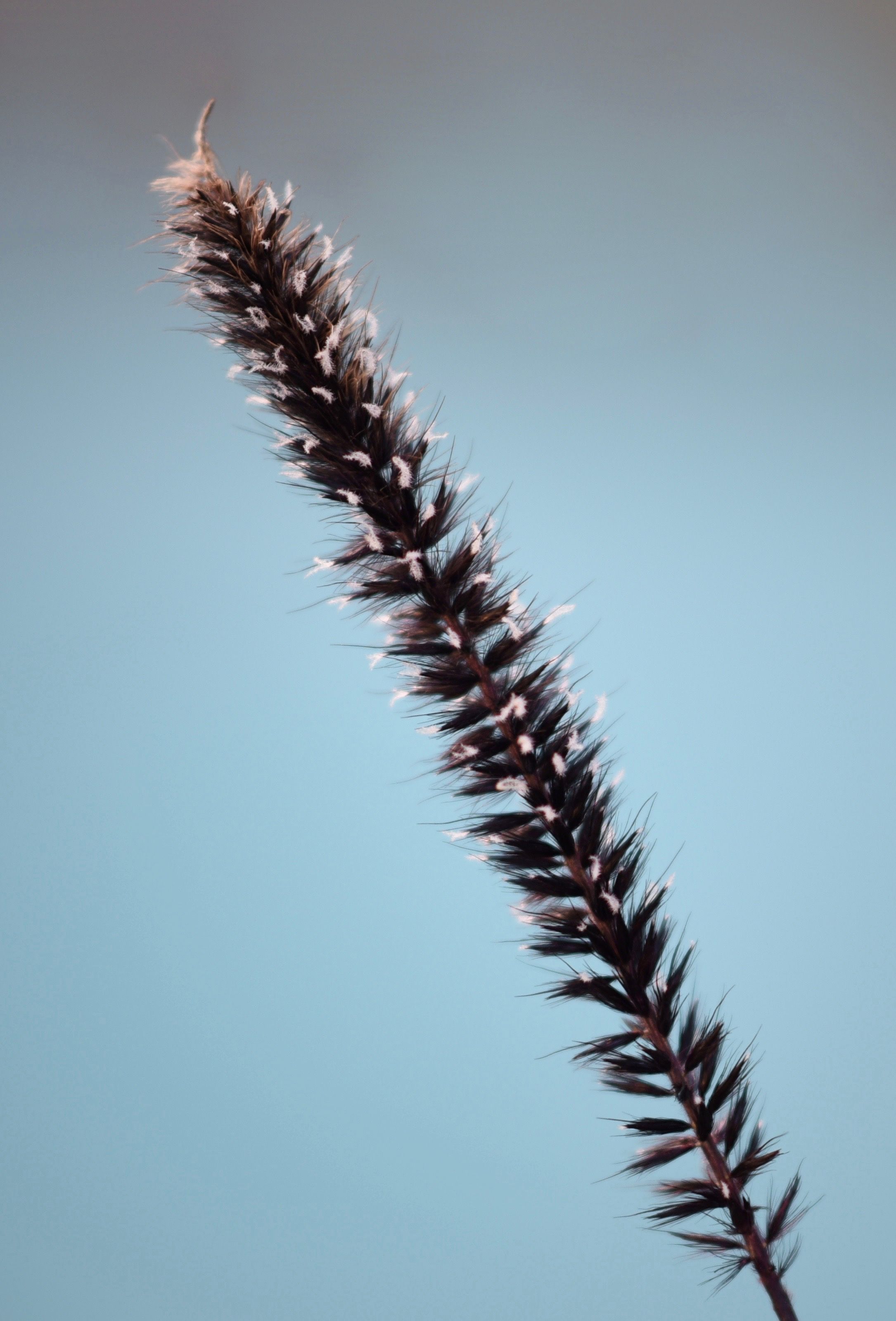 Head Of Grass Photos, Download The BEST Free Head Of Grass Stock Photos ...