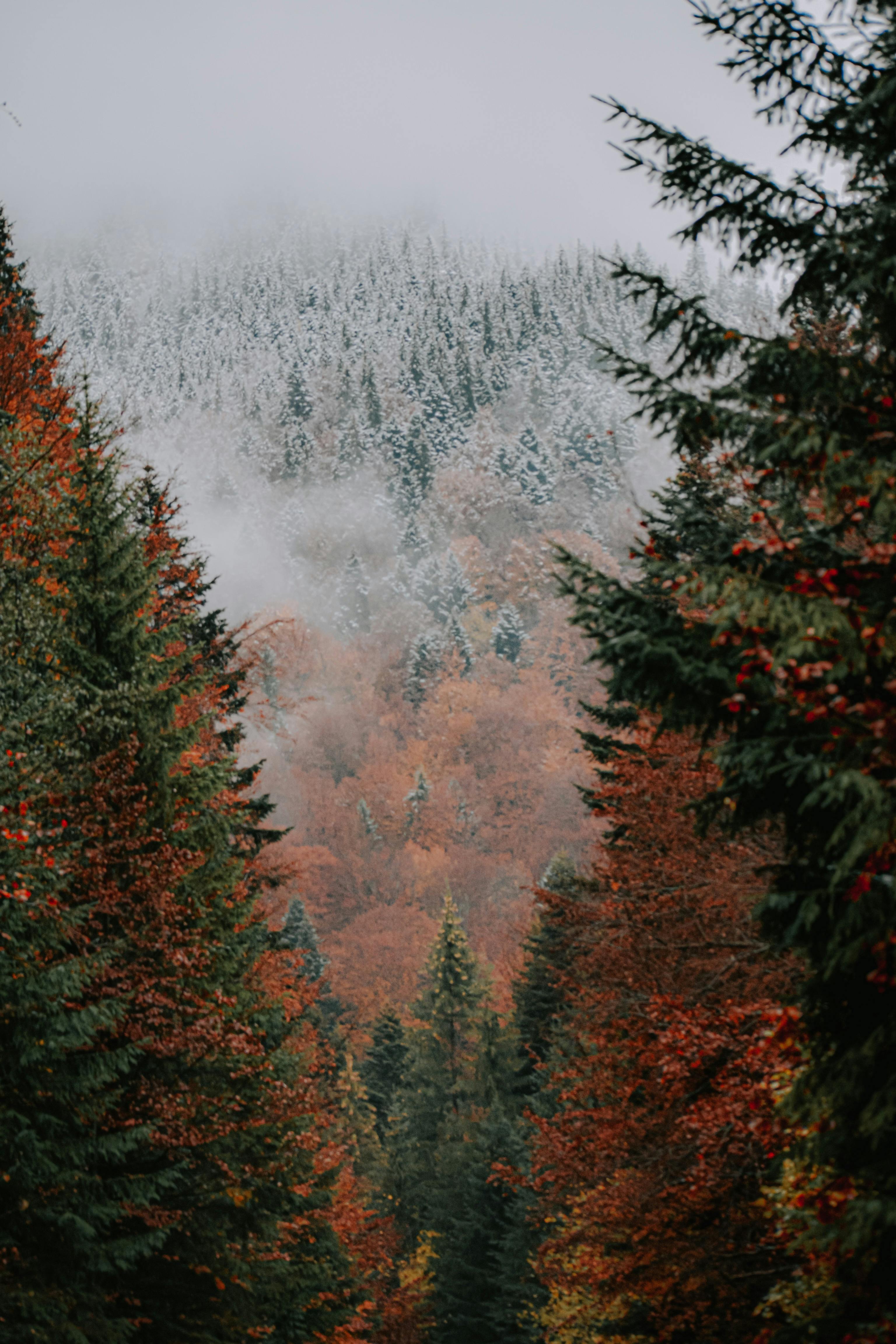 Red Mist Photos, Download The BEST Free Red Mist Stock Photos & HD Images