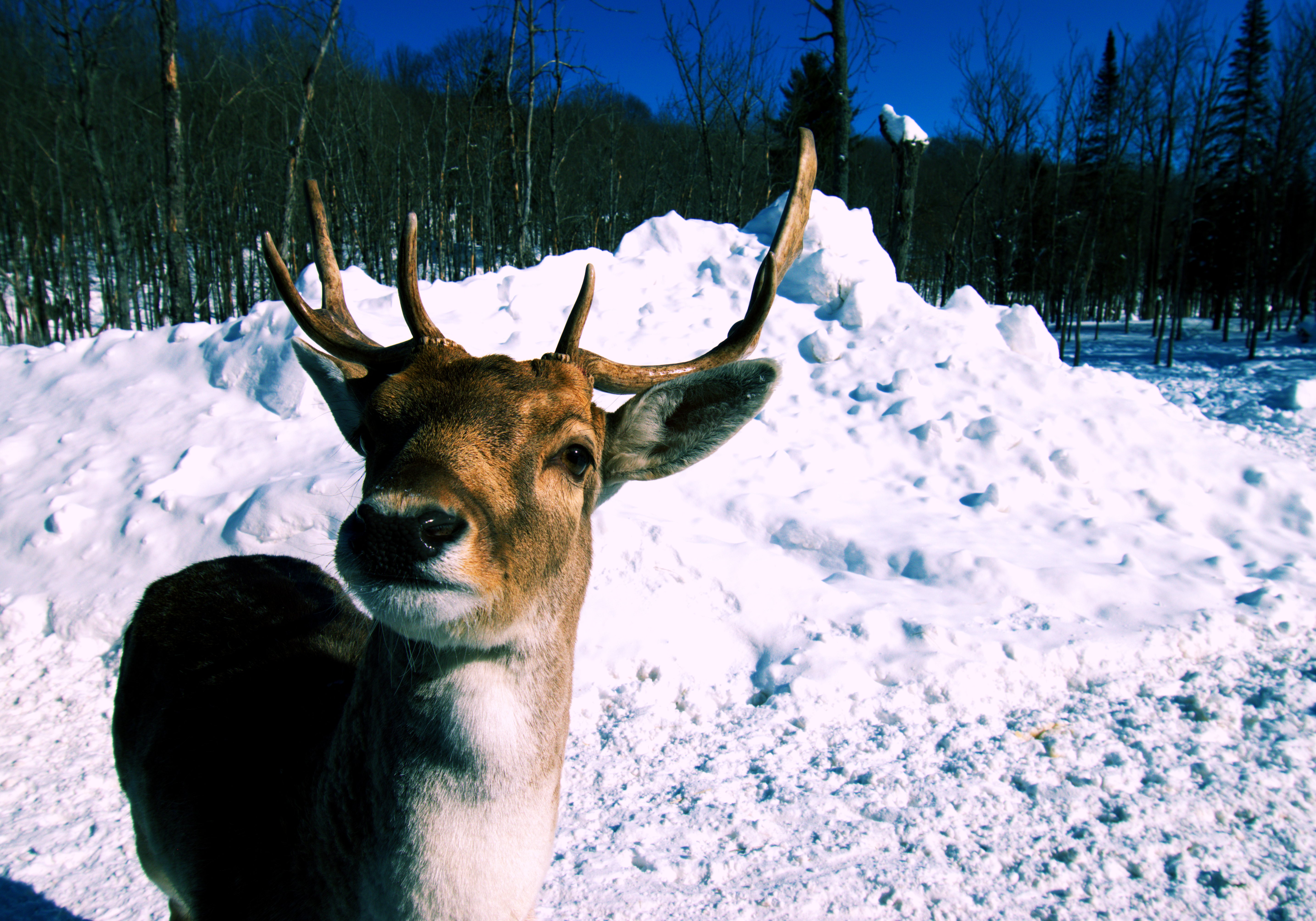 Deer On Snow Field · Free Stock Photo
