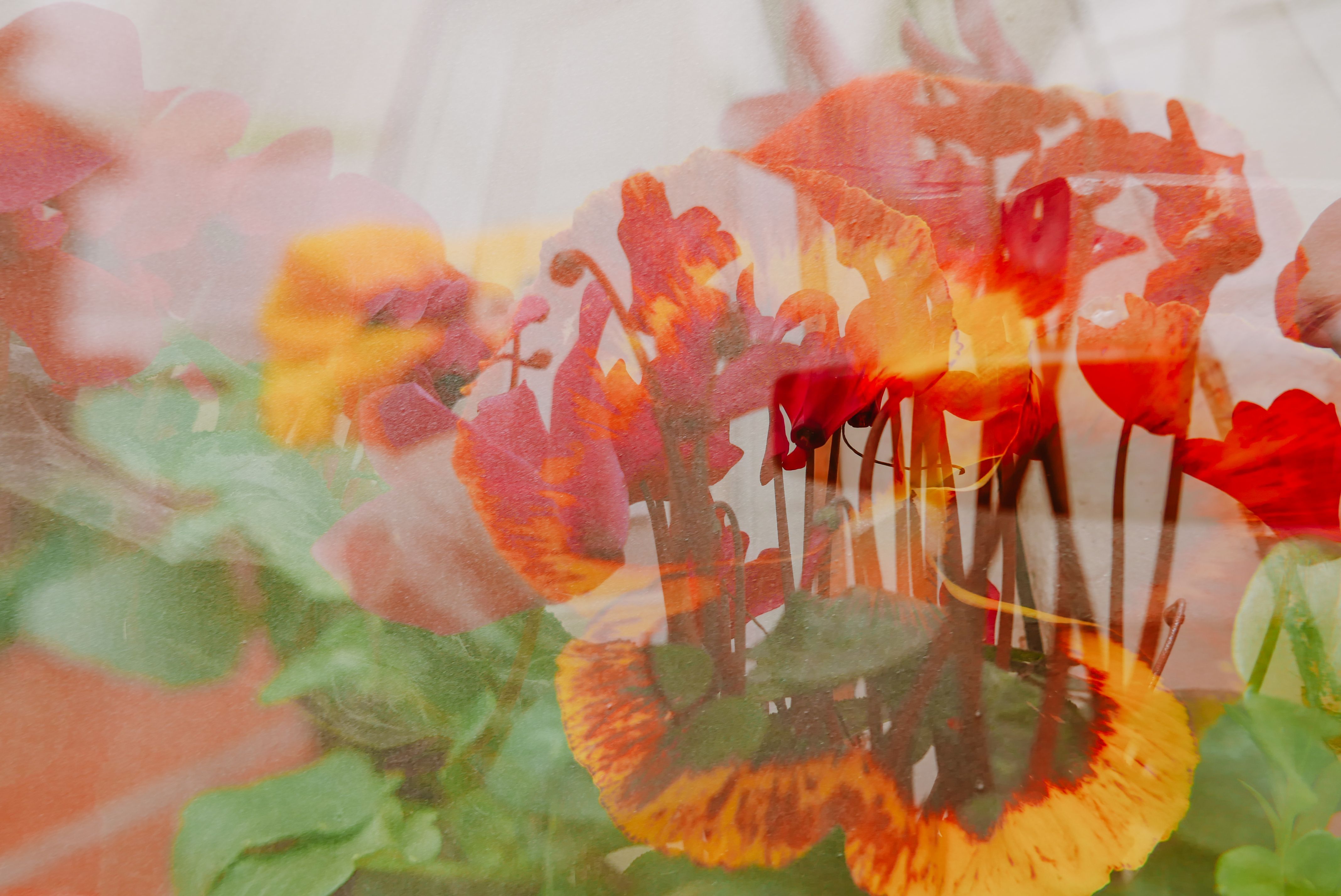 Blooming flowers with tiny petals on thin stems on meadow · Free Stock ...