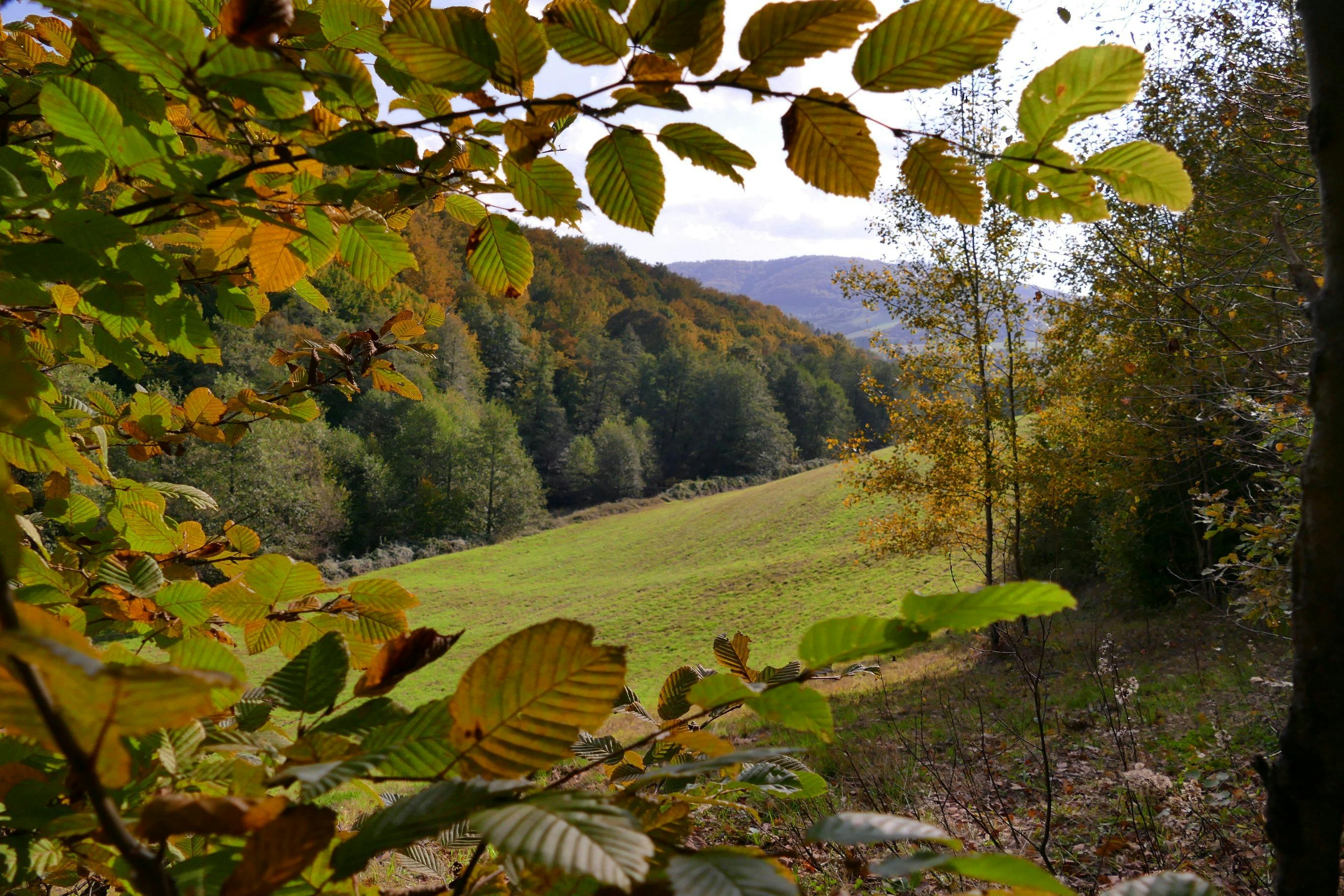 60+ Best Beech Photos · 100% Free Download · Pexels Stock Photos