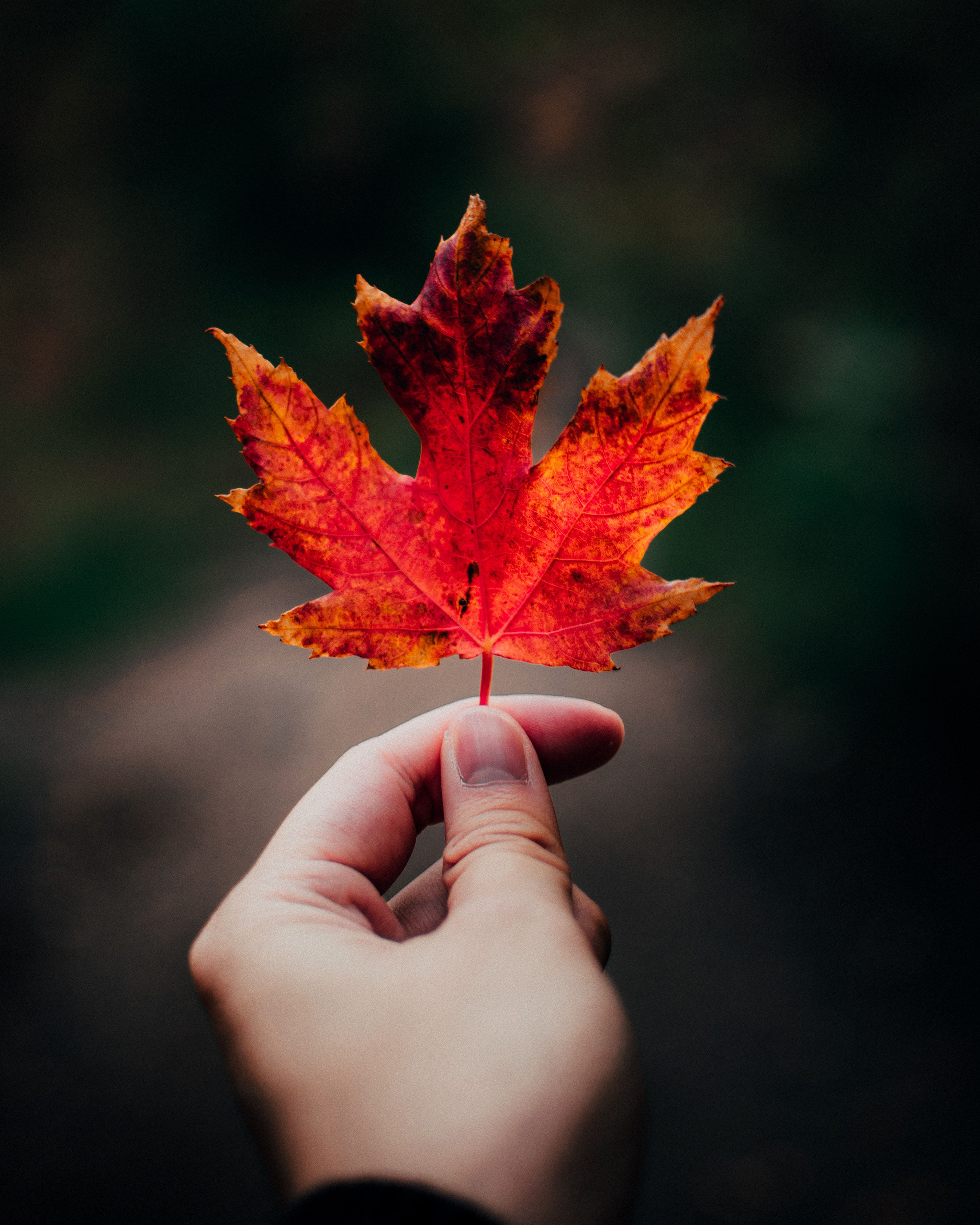Selective Photo of a Person's Hand Holding a Maple Leaf · Free Stock Photo