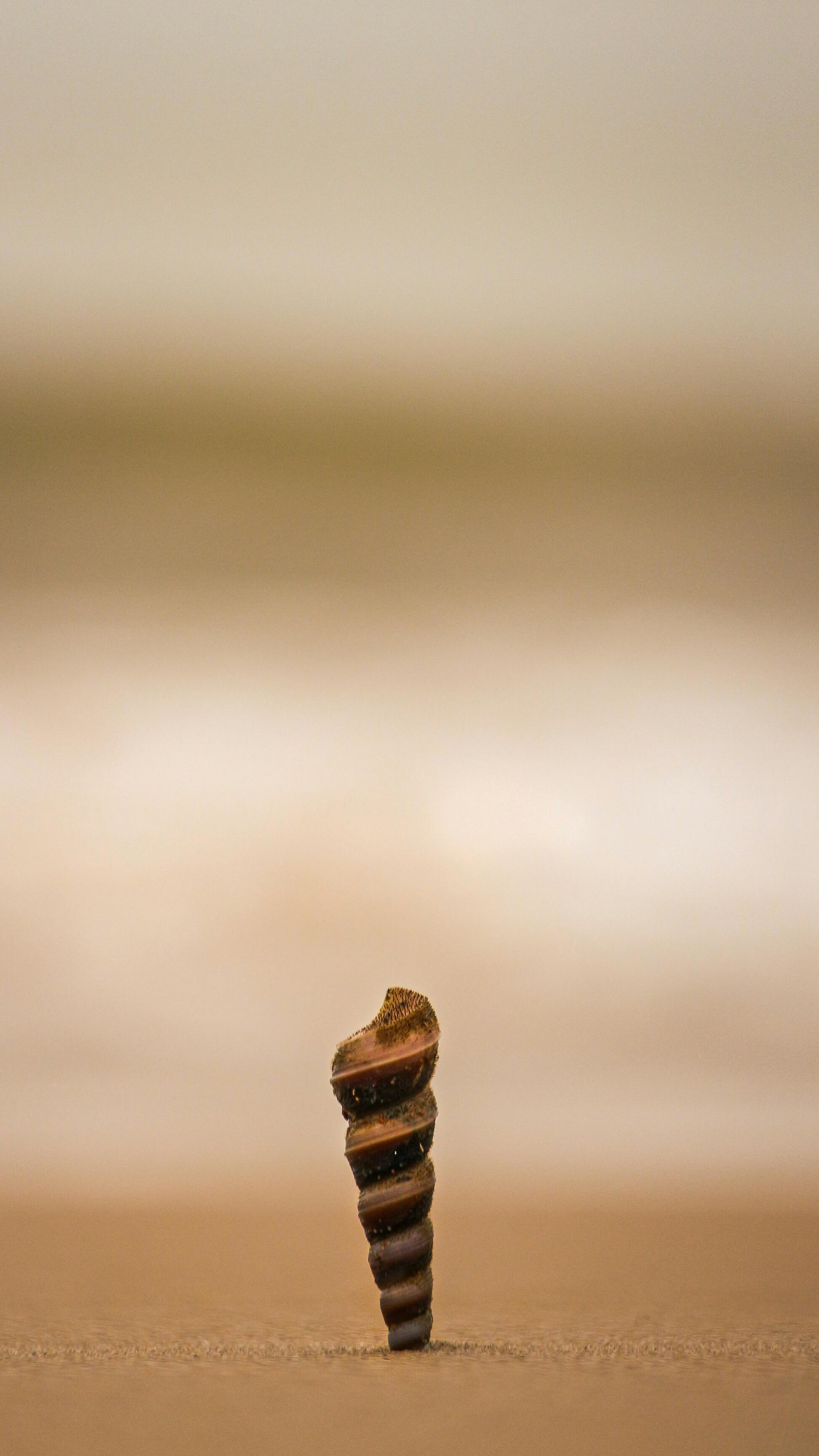 Close up of Seashells · Free Stock Photo