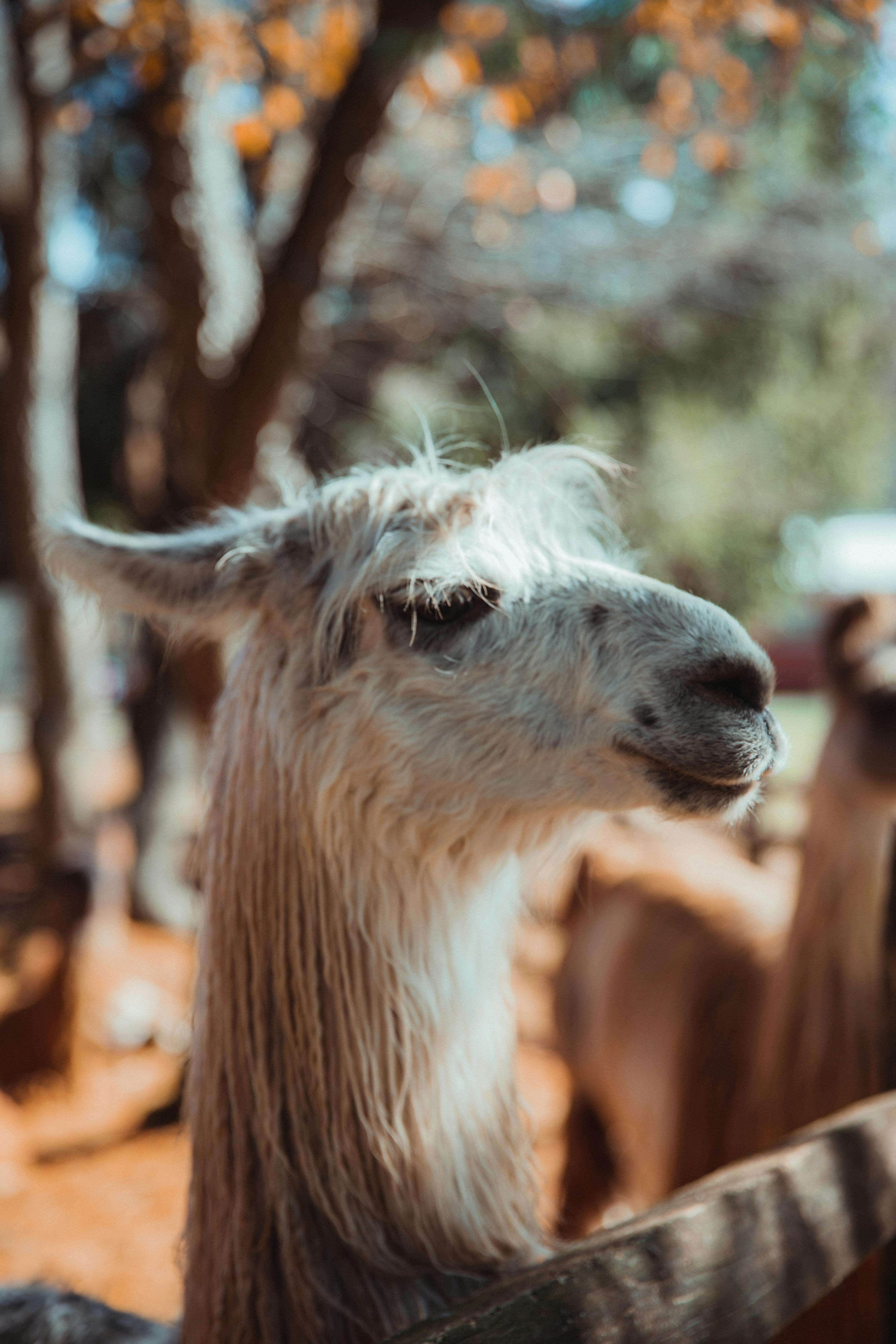 Cute lama standing in paddock · Free Stock Photo