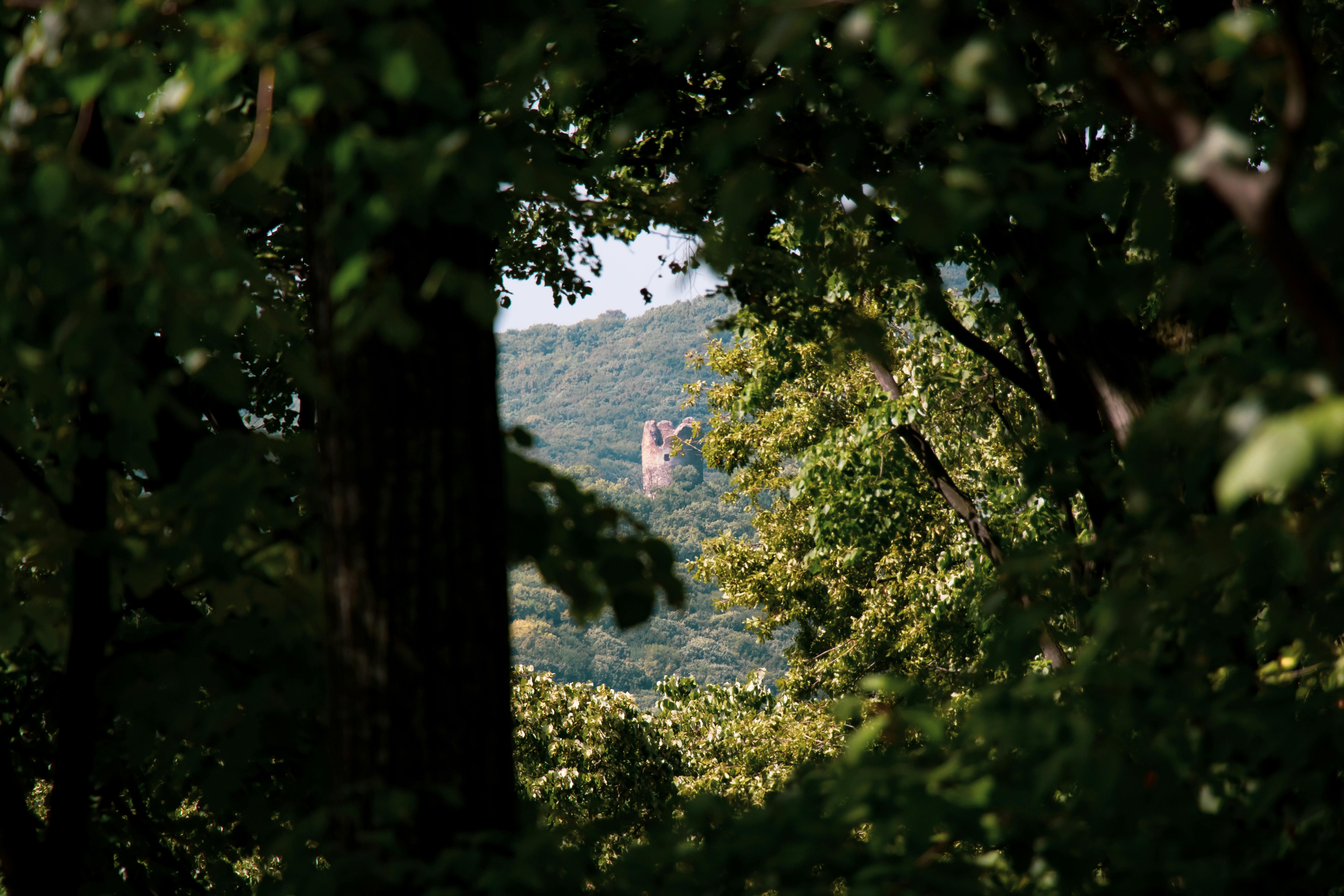 Ancient Tower Viewed from between Tree Branches · Free Stock Photo