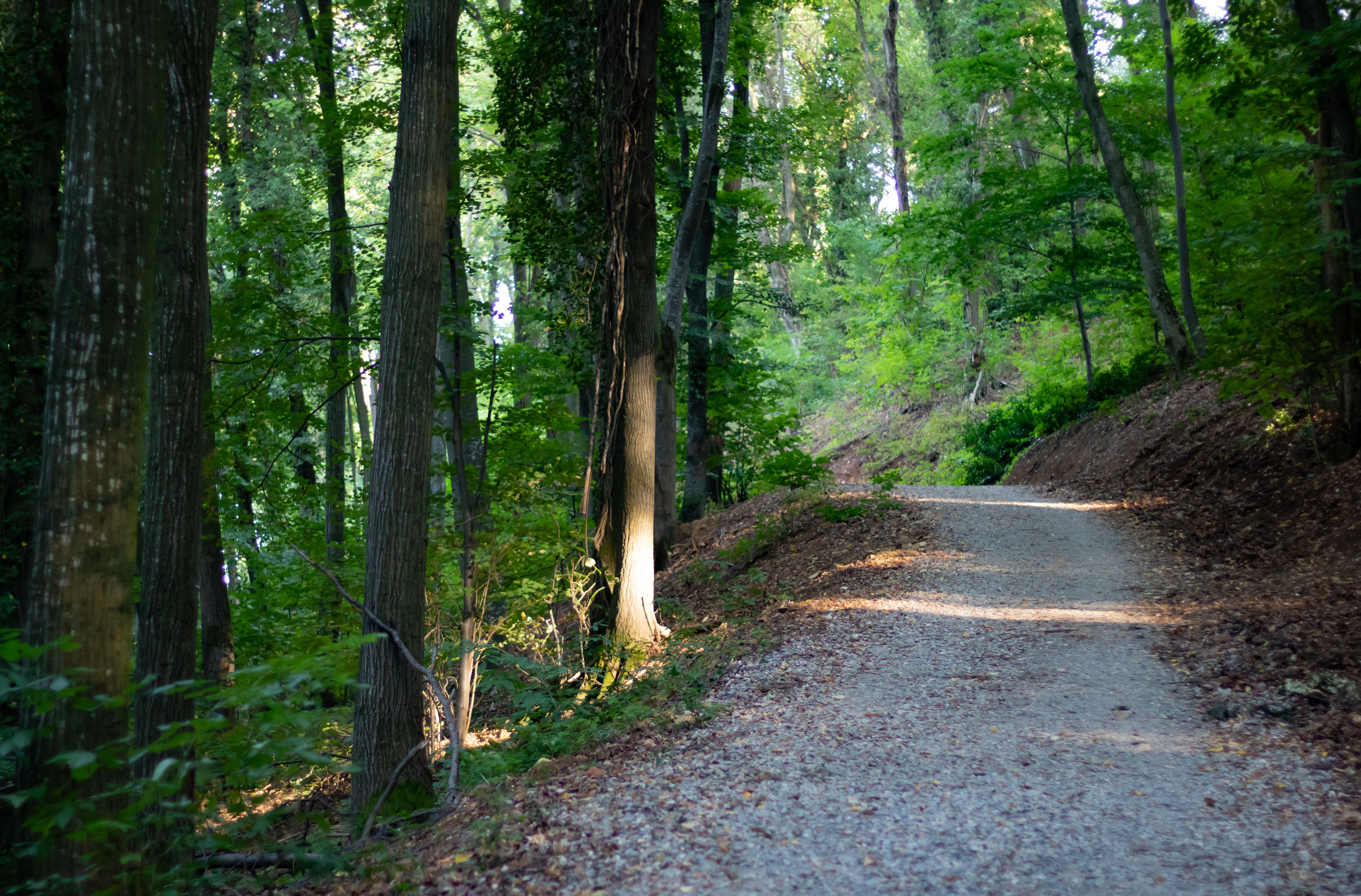 Trees Near a Path · Free Stock Photo