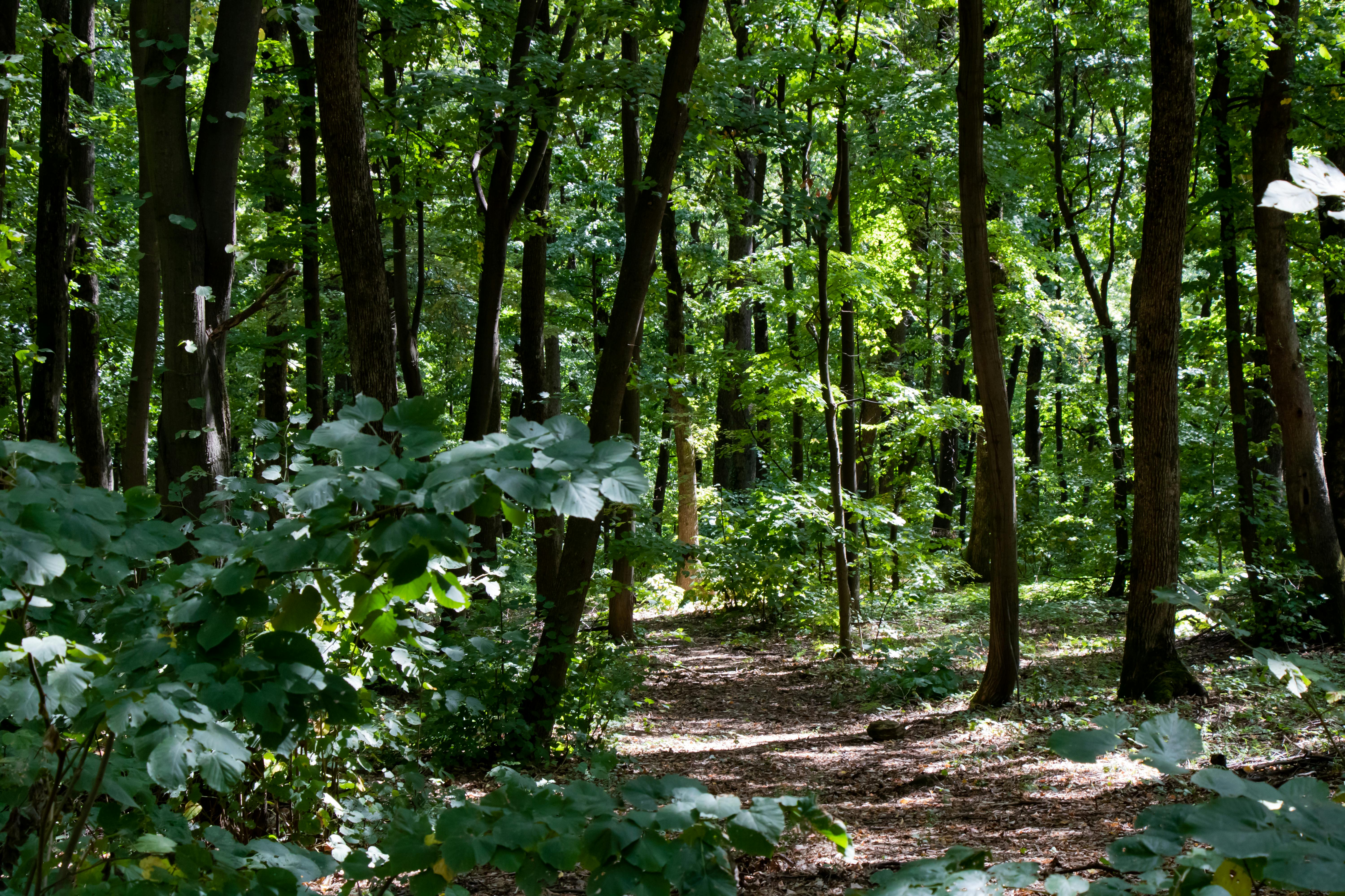 Landscape Photography of Forest · Free Stock Photo