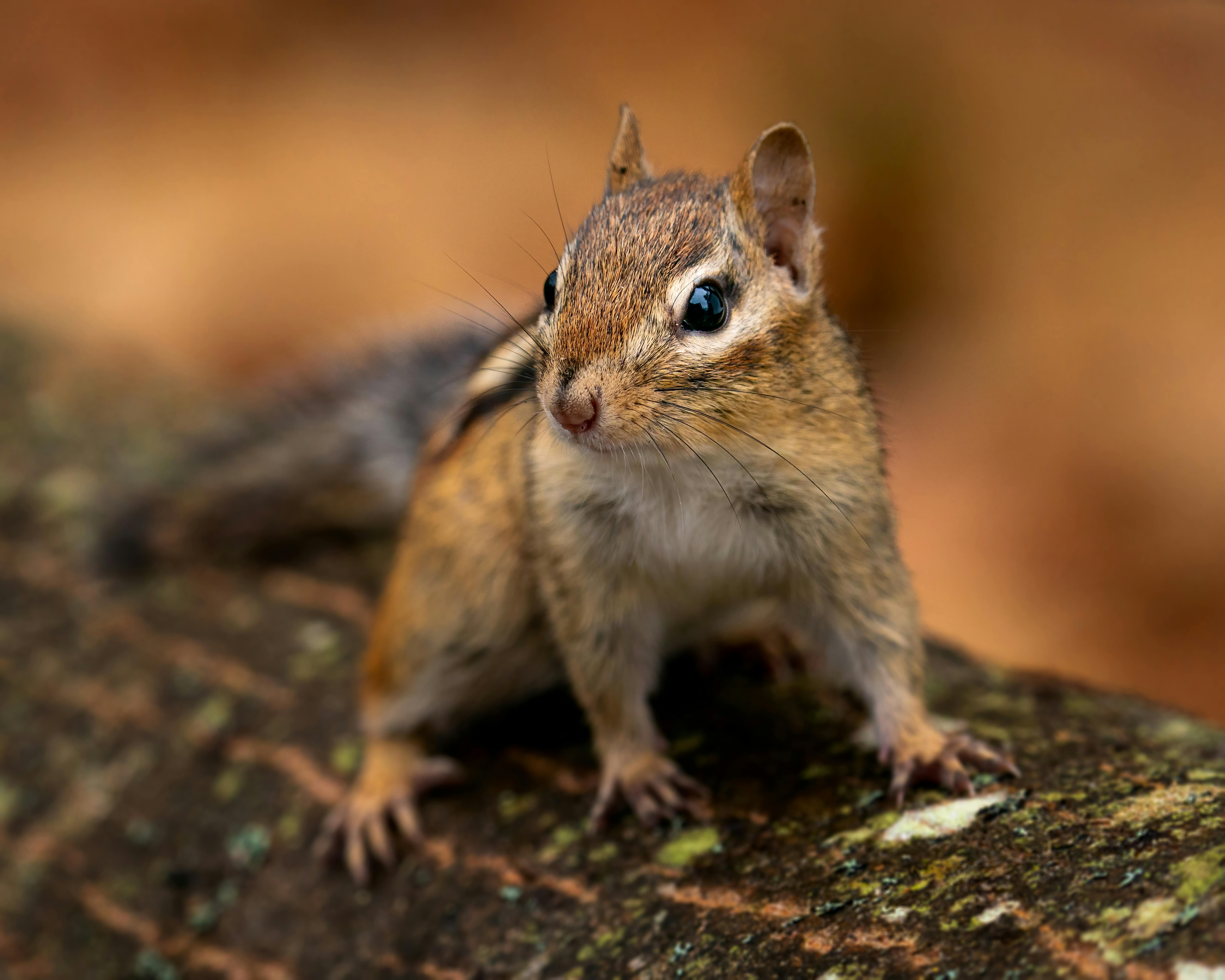 Squirrel on Tree Branch · Free Stock Photo