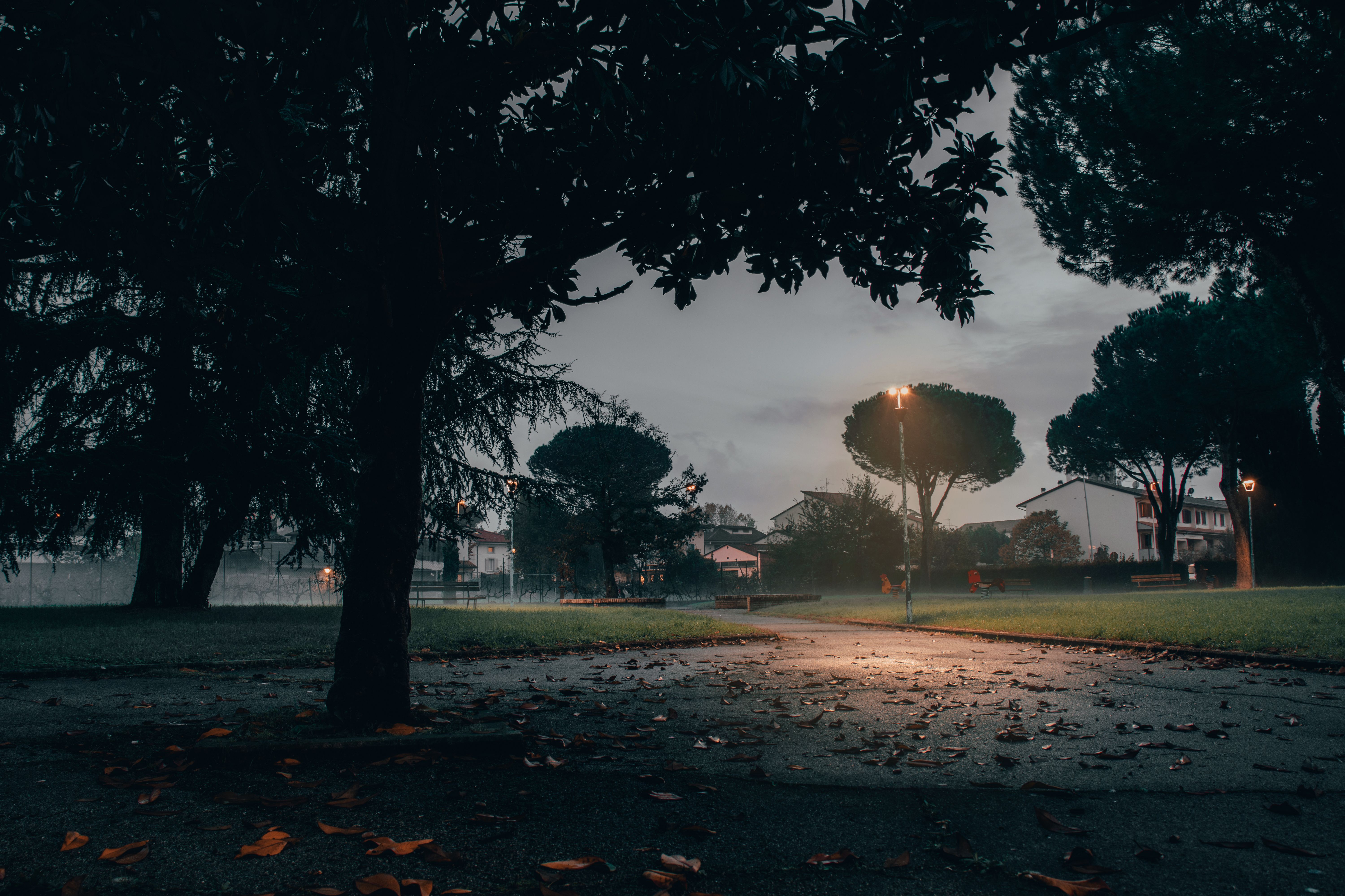 Black Tree at Night Time · Free Stock Photo
