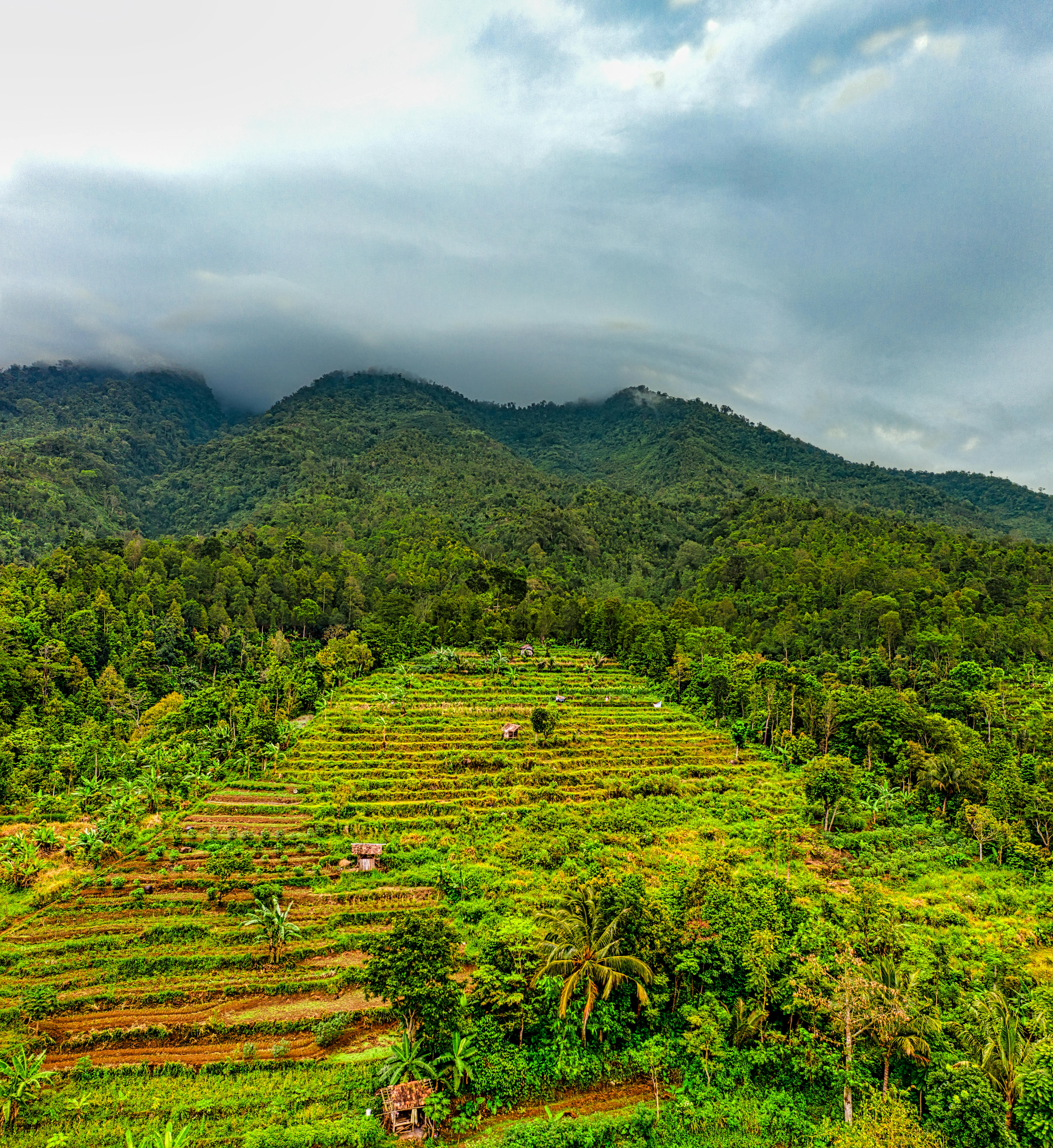 Rice plantation in mountain valley covered with tropical woods under ...