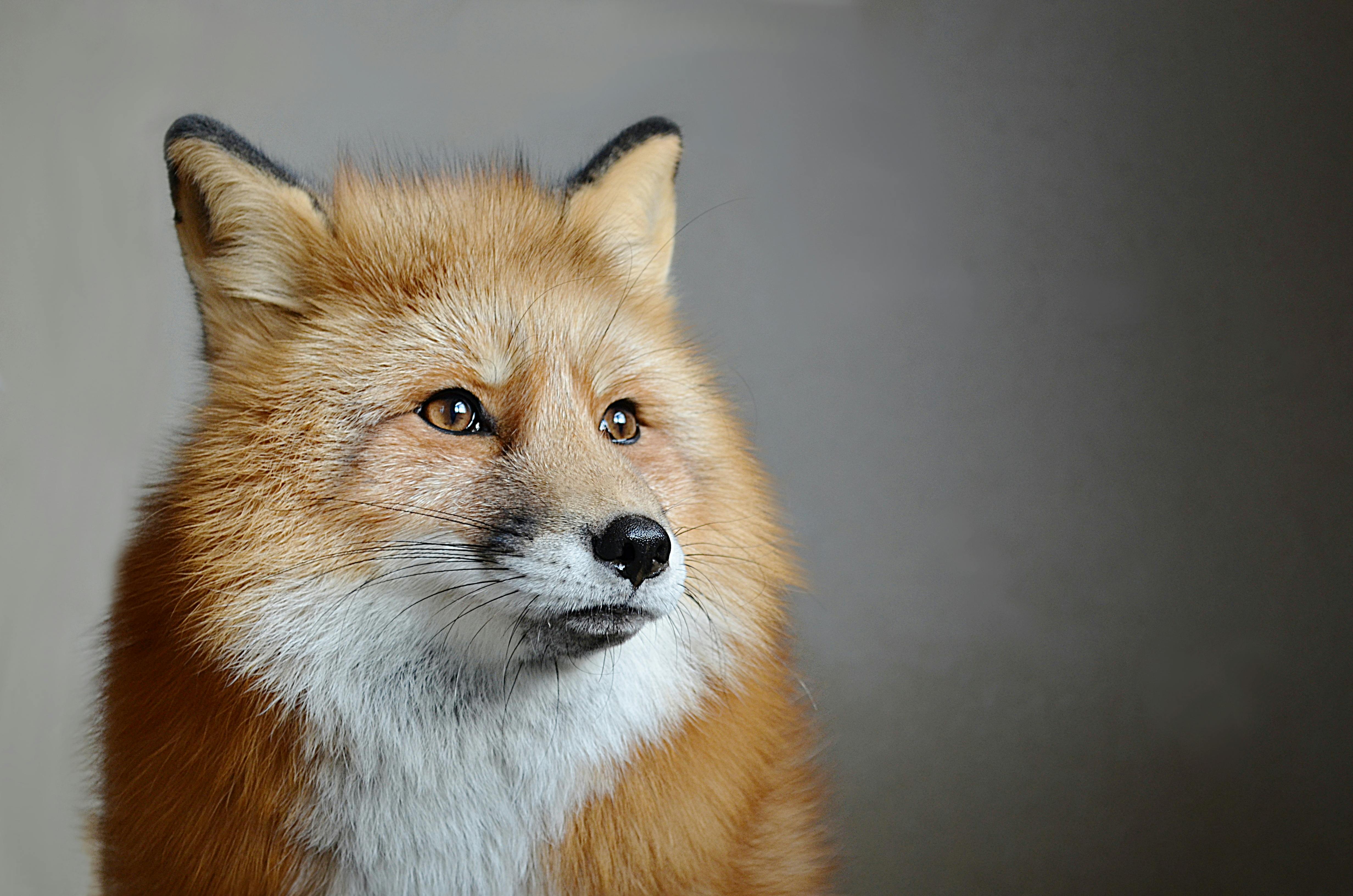 Wolf walking on stony ground in zoological garden · Free Stock Photo