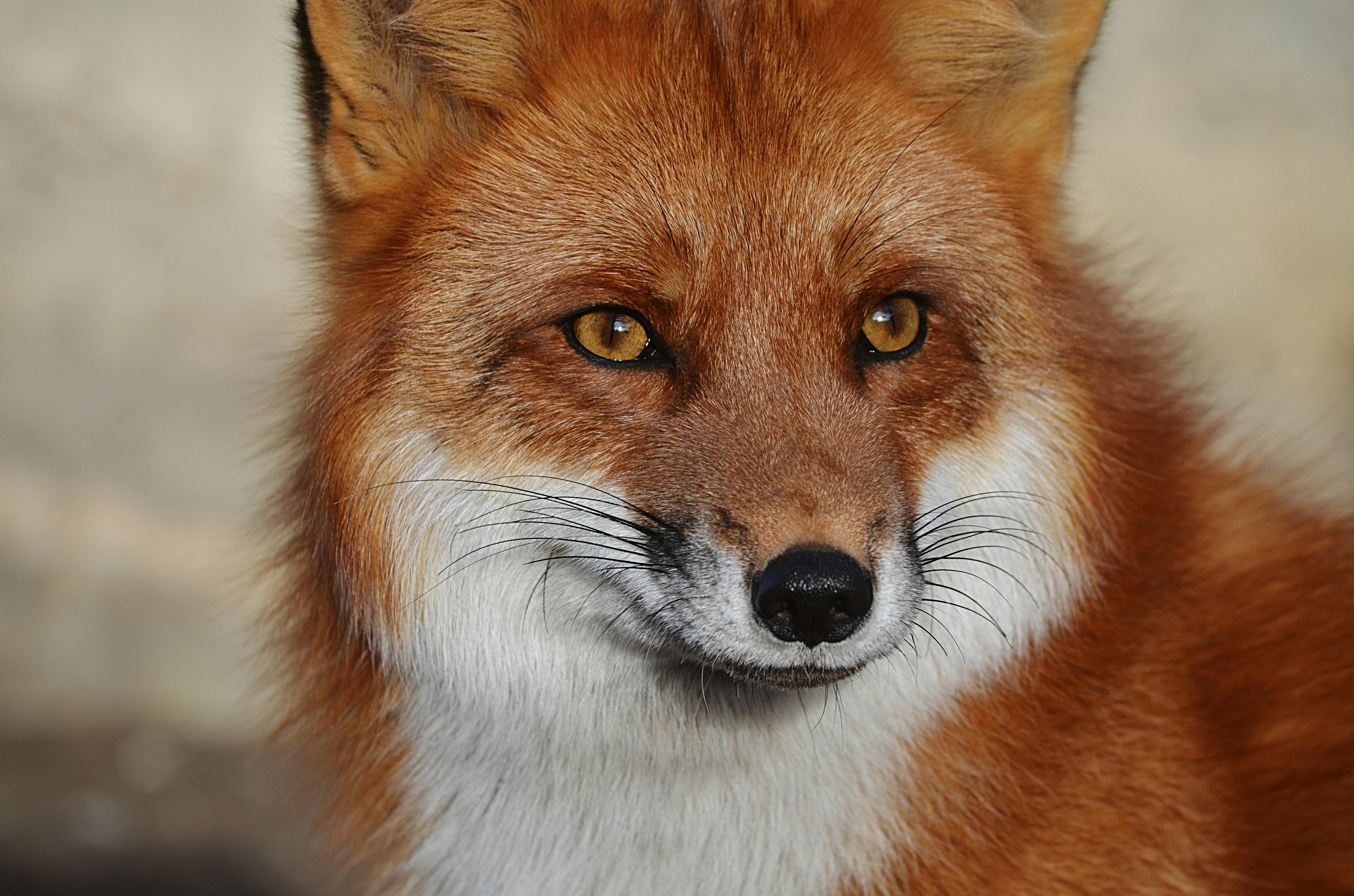 200+ Best Fox Photos · 100% Free Download · Pexels Stock Photos