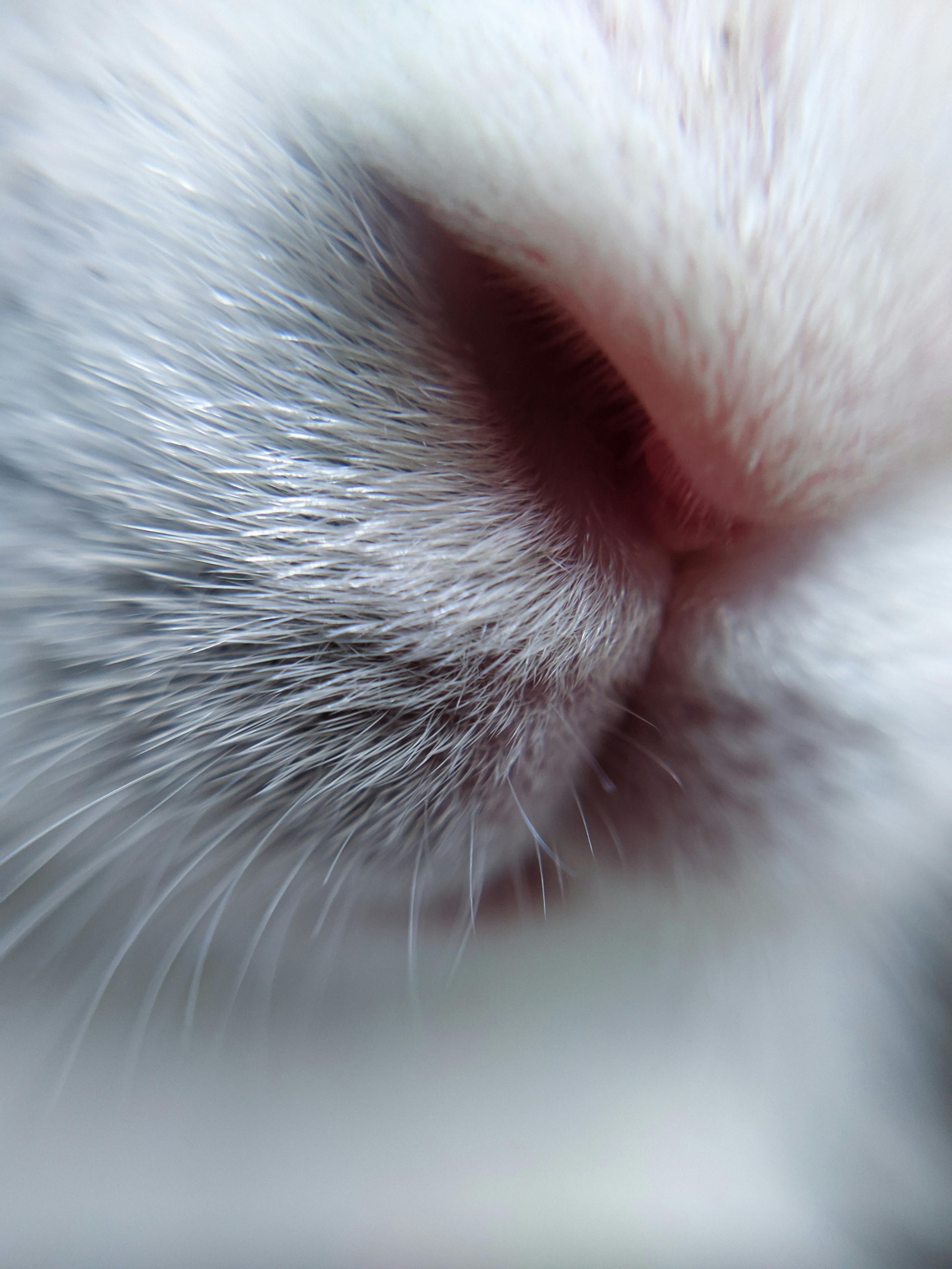 Animal Awesome 18 Photos & Videos Collected by Dannis Cole