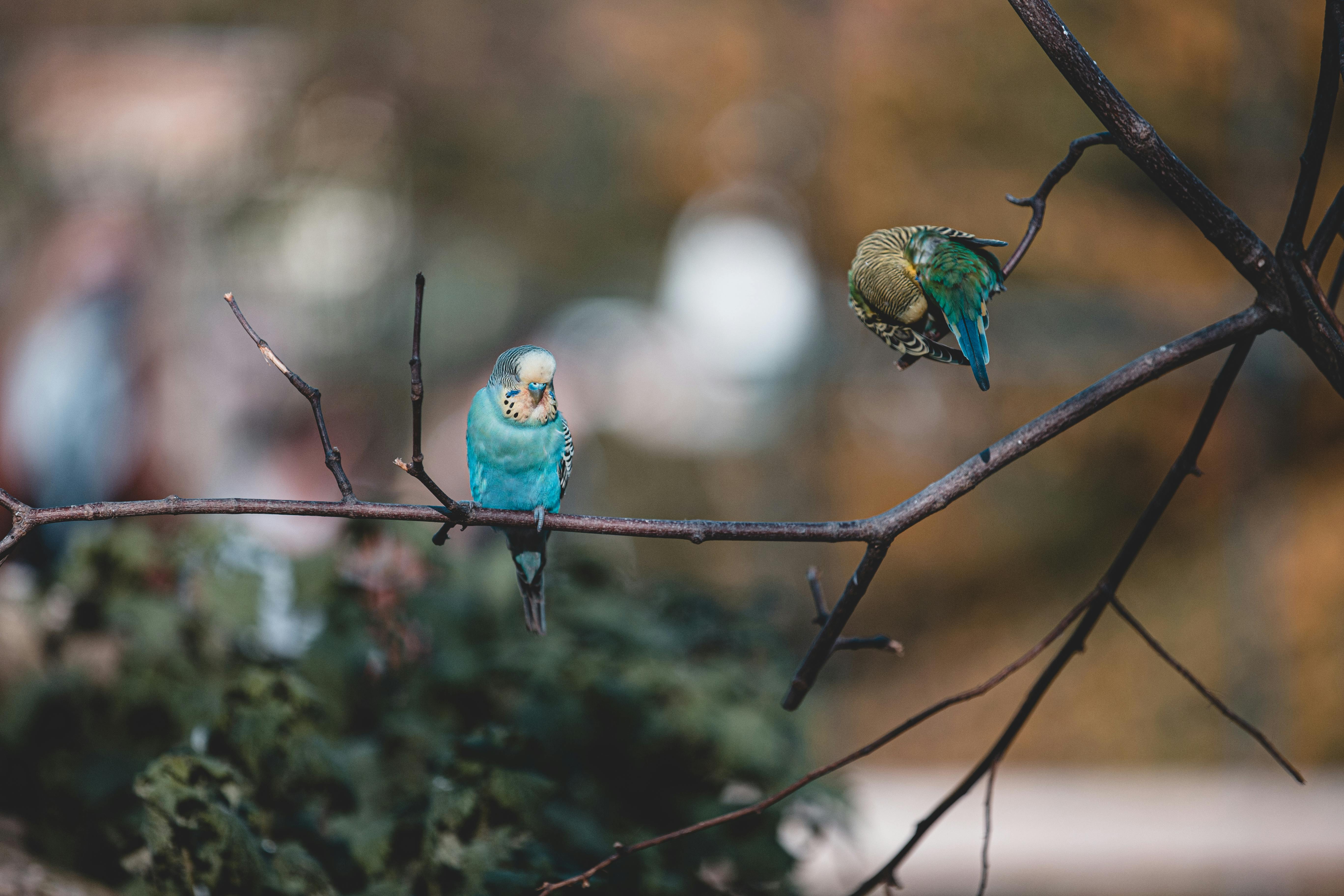 Close-Up Shot of Parakeets Perched on a Tree Branch · Free Stock Photo