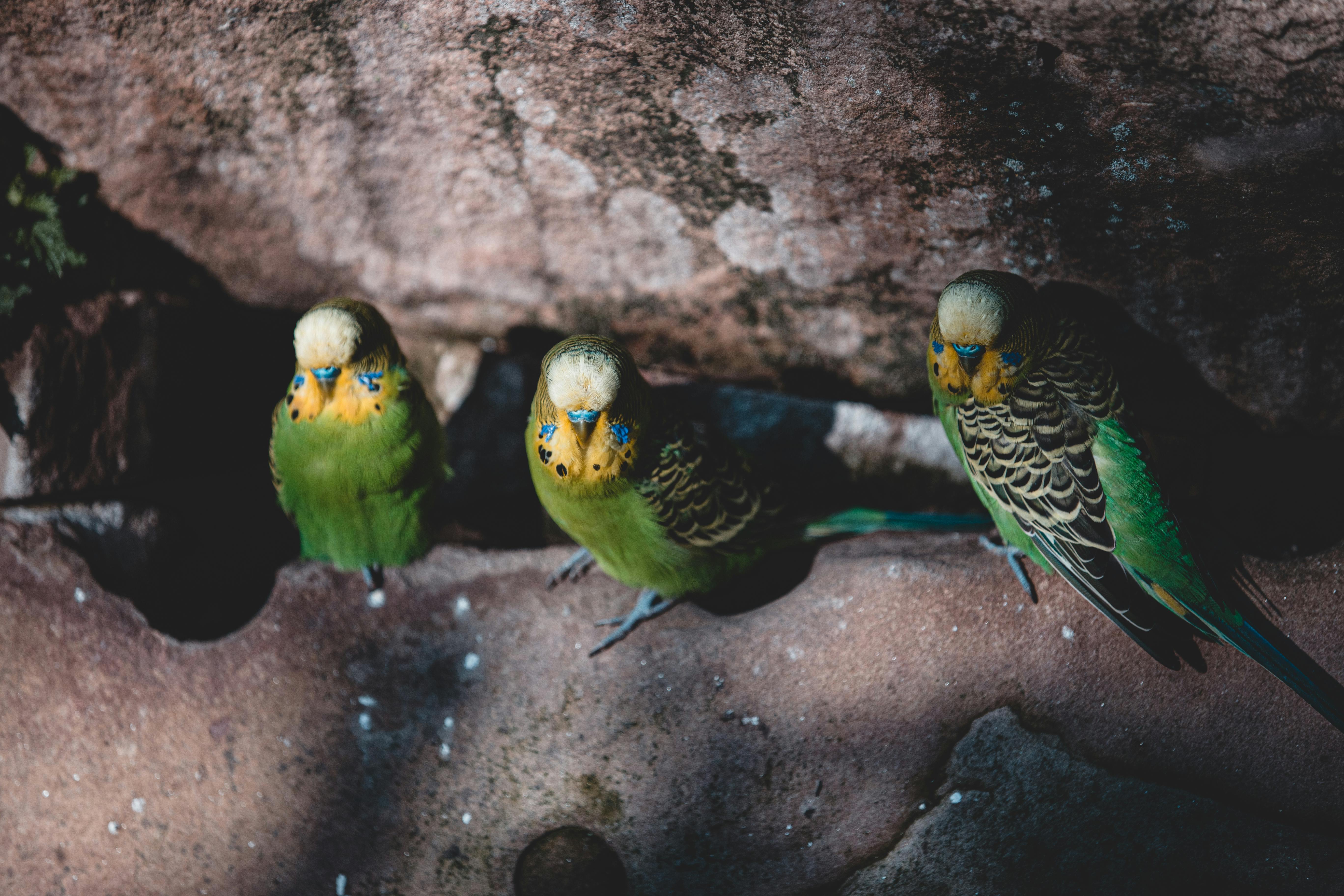 Close-Up Shot of Parakeets Perched on a Rock · Free Stock Photo