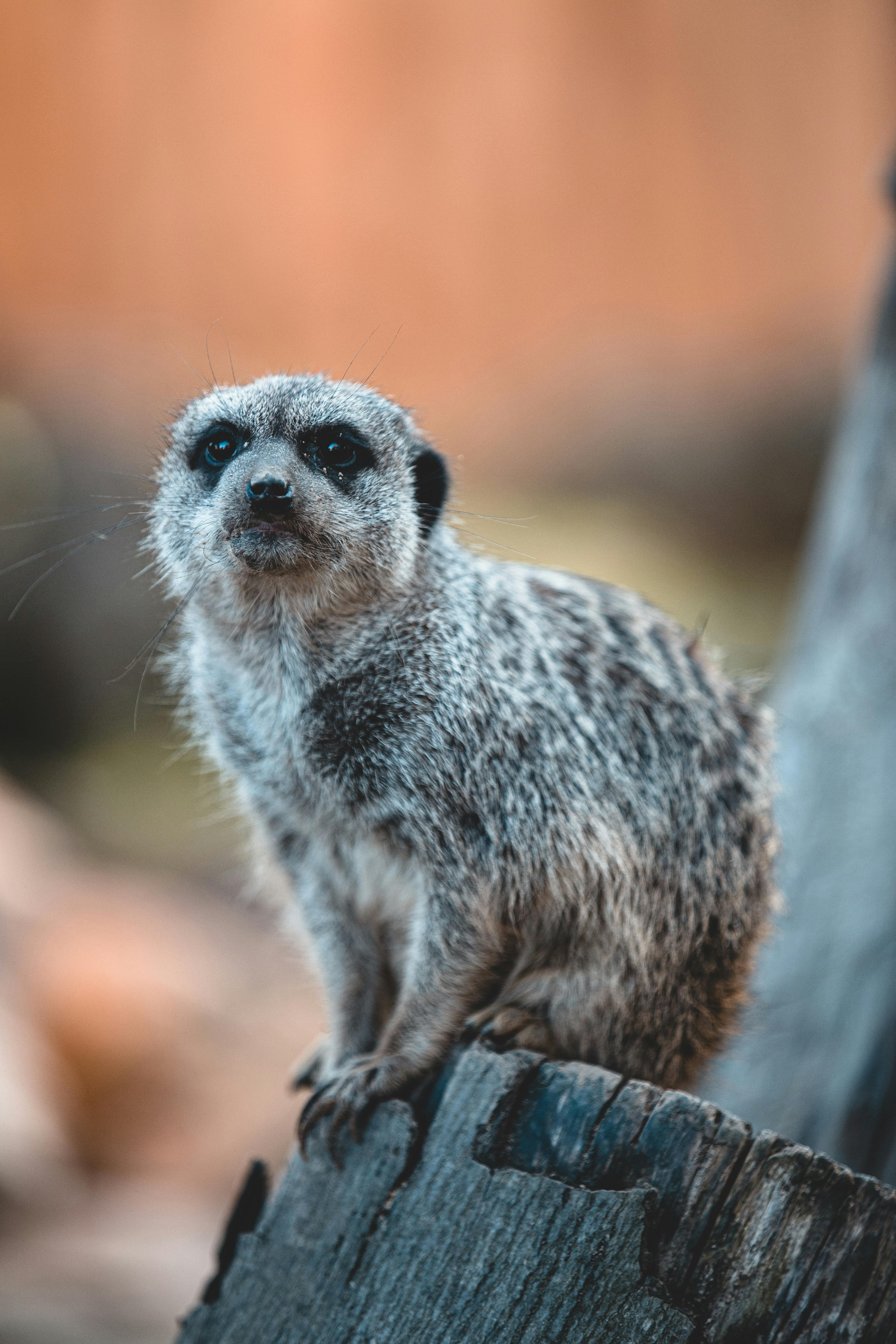 Brown and Gray Meerkat in Macro Photography · Free Stock Photo