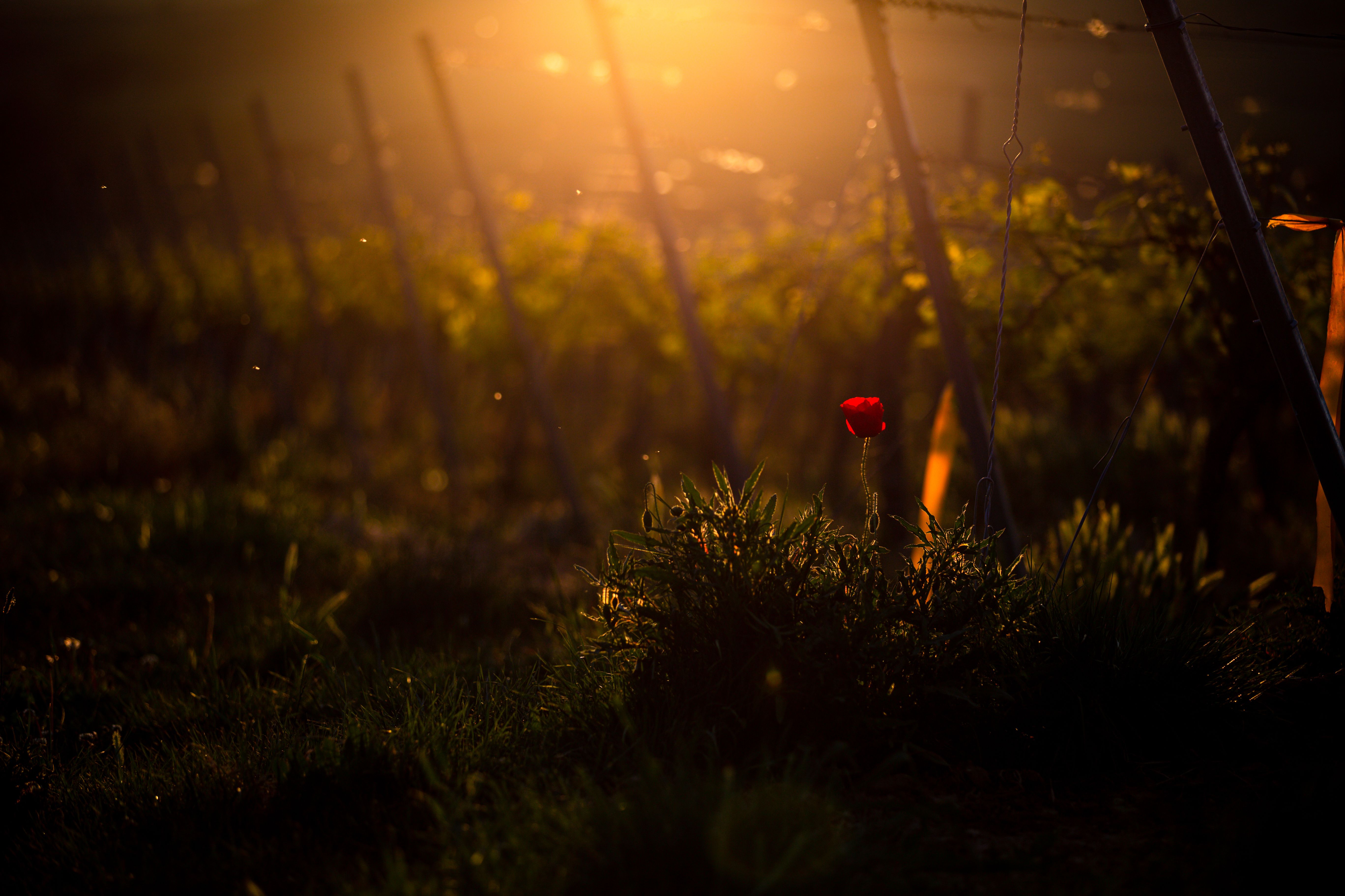 20+ Best Unfocused Photos · 100% Free Download · Pexels Stock Photos