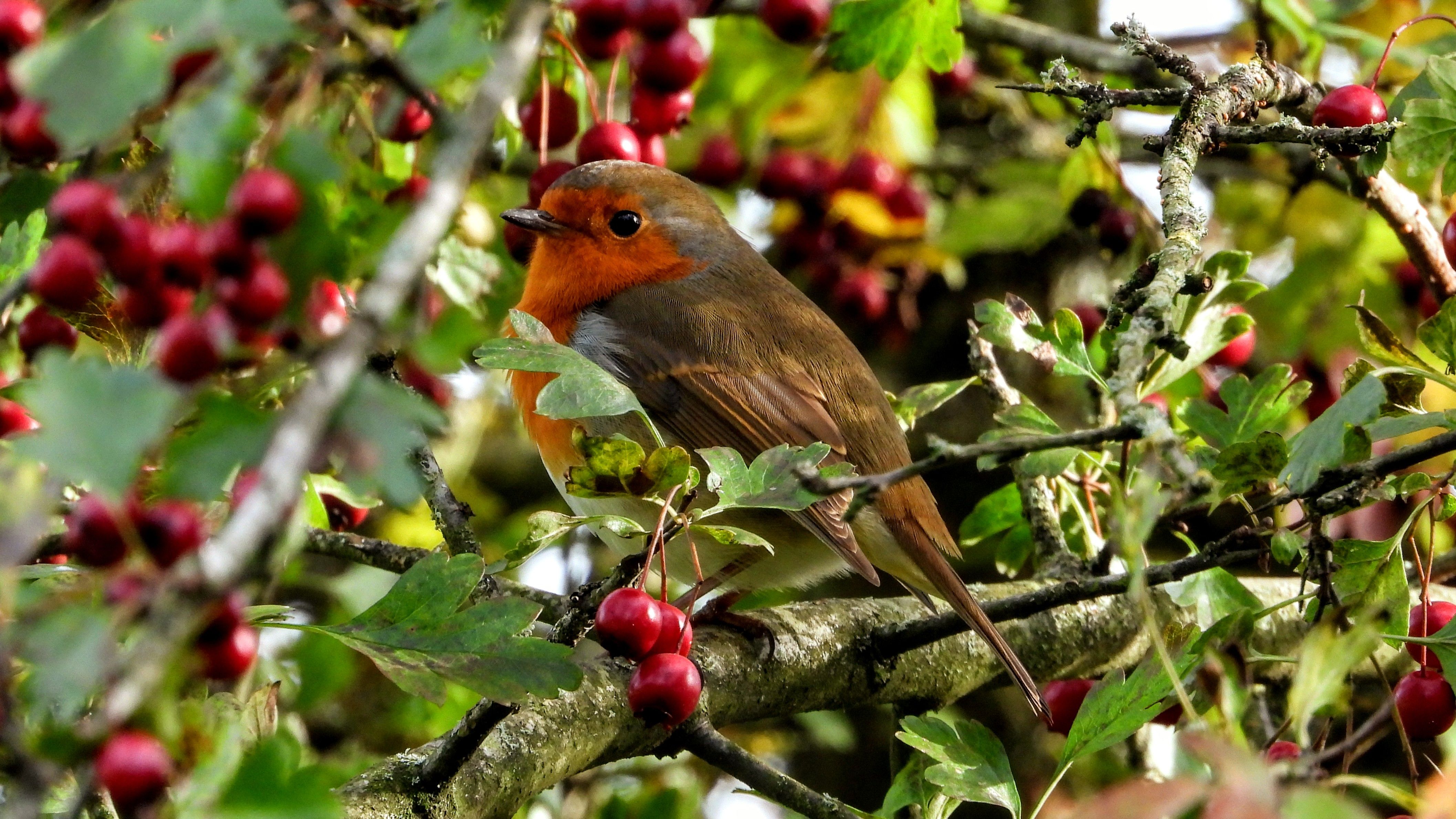 Hawthorn Photos, Download The BEST Free Hawthorn Stock Photos & HD Images
