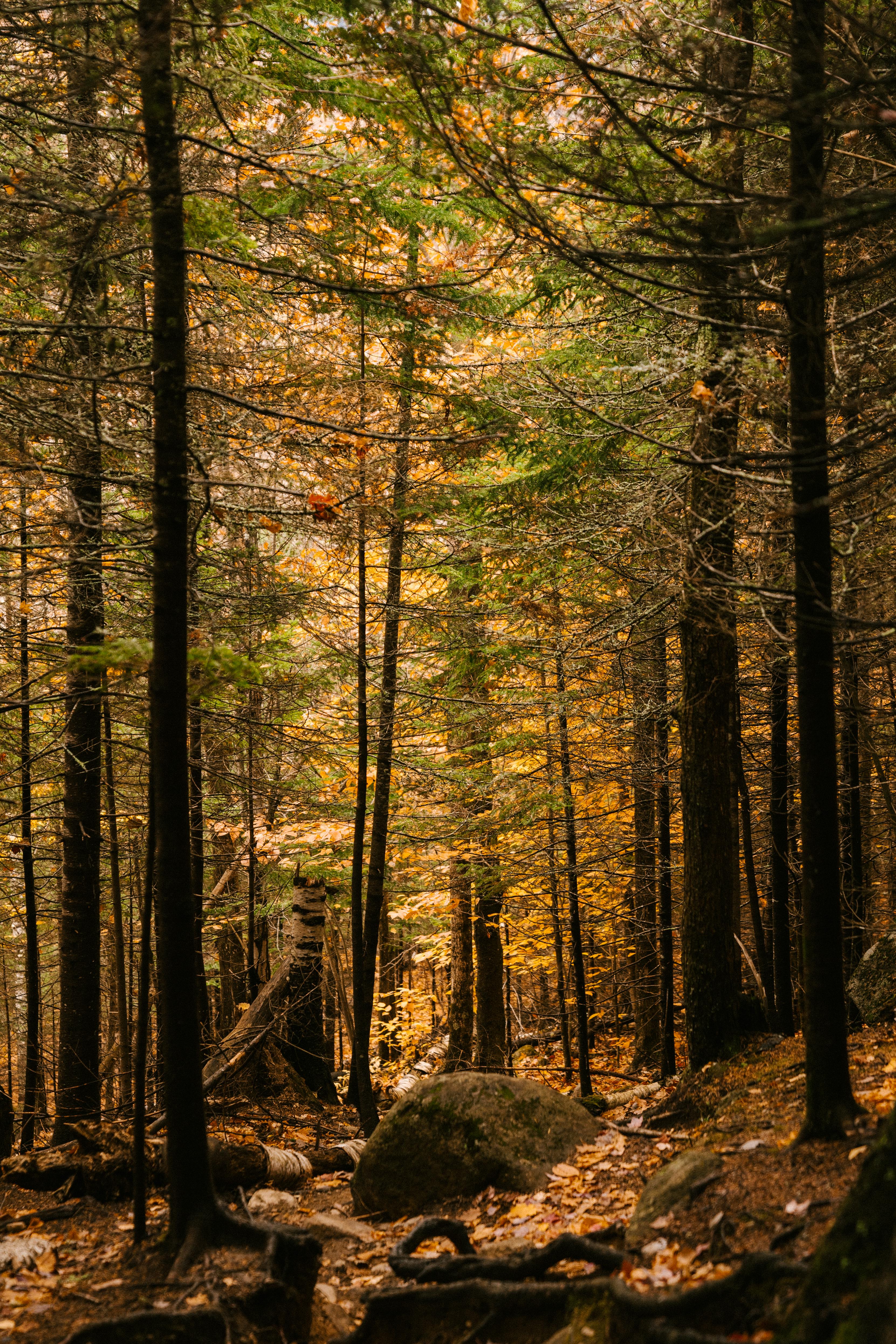Green spruce forest in daytime · Free Stock Photo