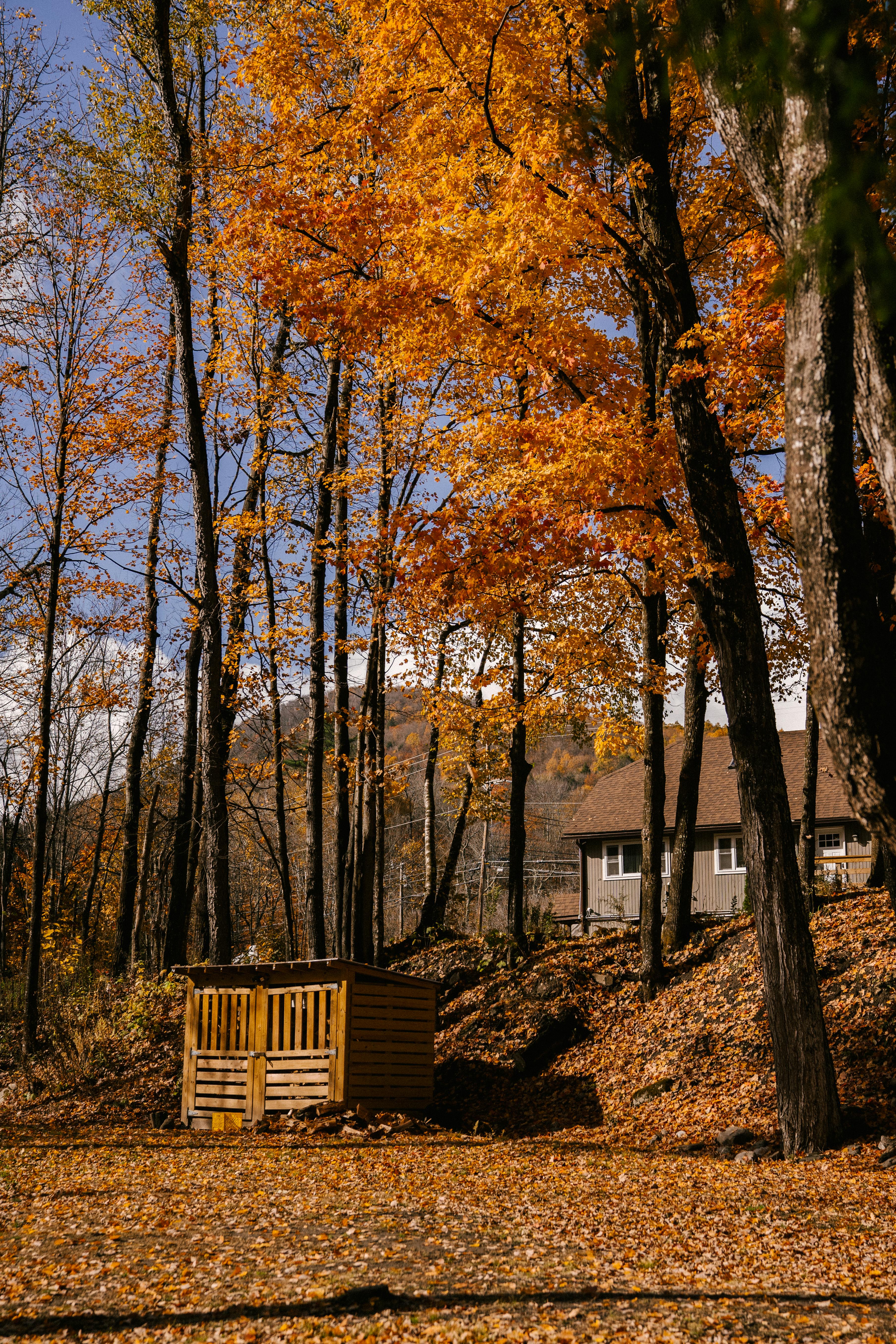 Wooden house in autumn forest near hill · Free Stock Photo