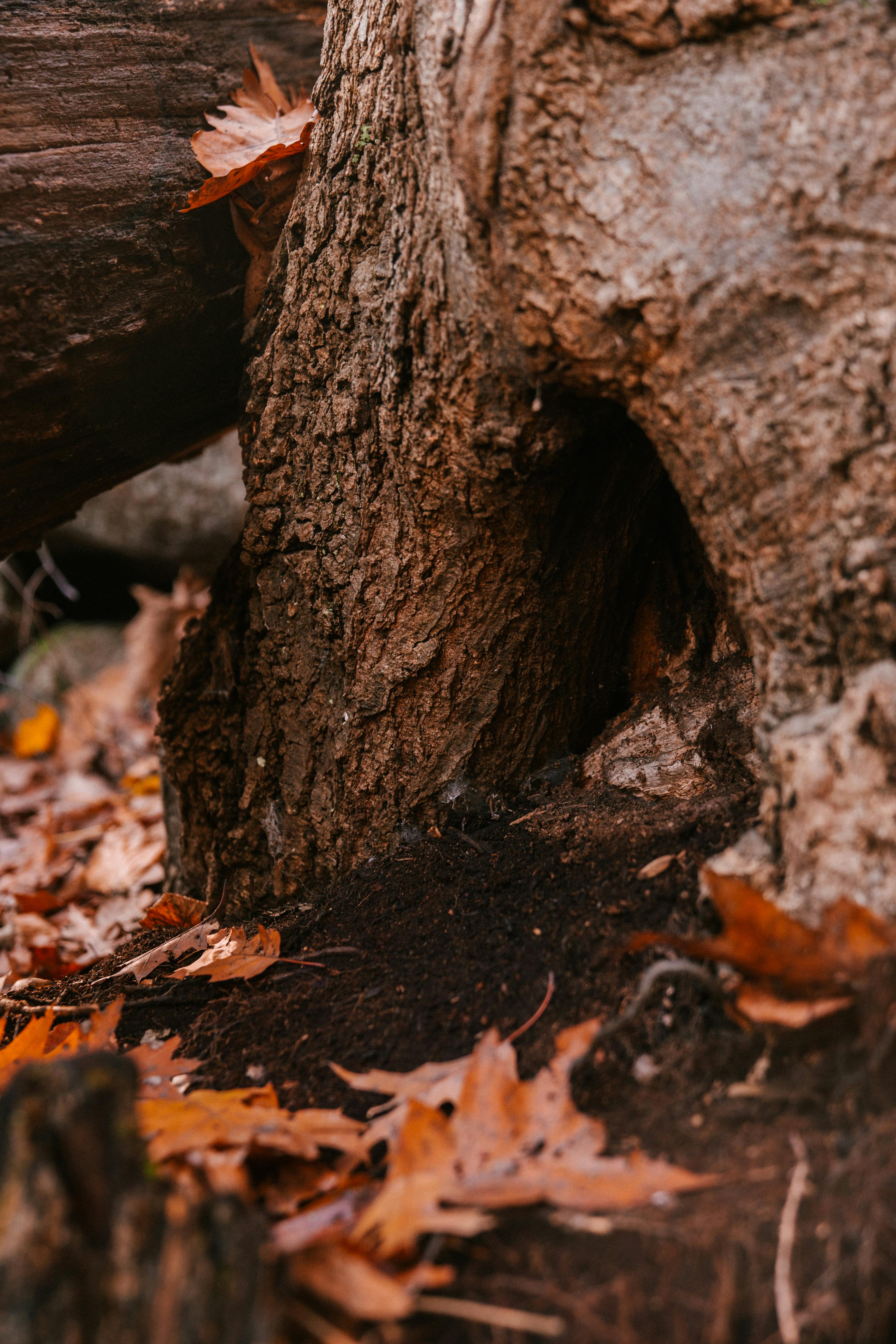 Tree trunk with burrow in autumn woods · Free Stock Photo