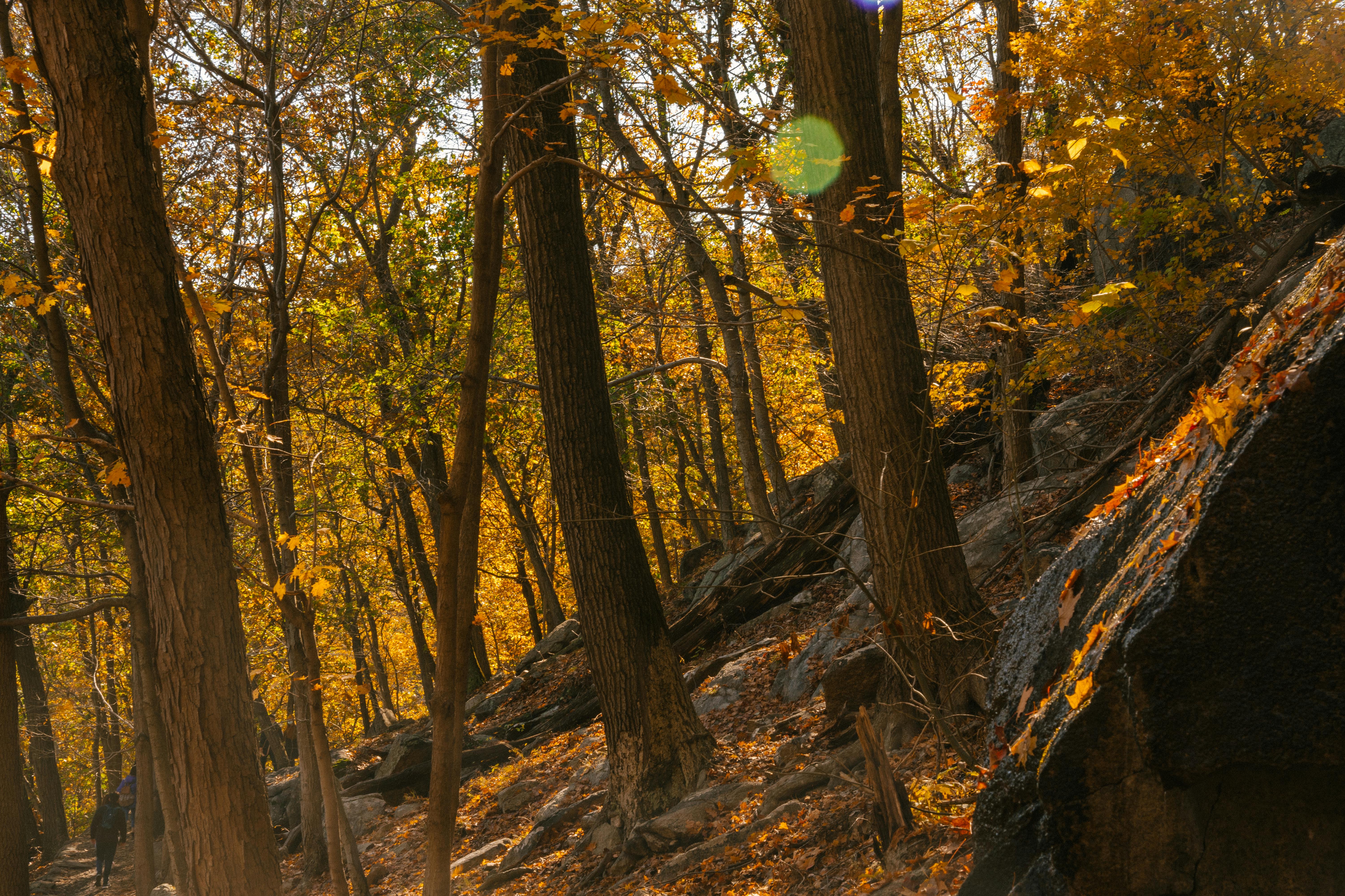 Golden trees growing on rocky slope in autumn park in sunlight · Free ...