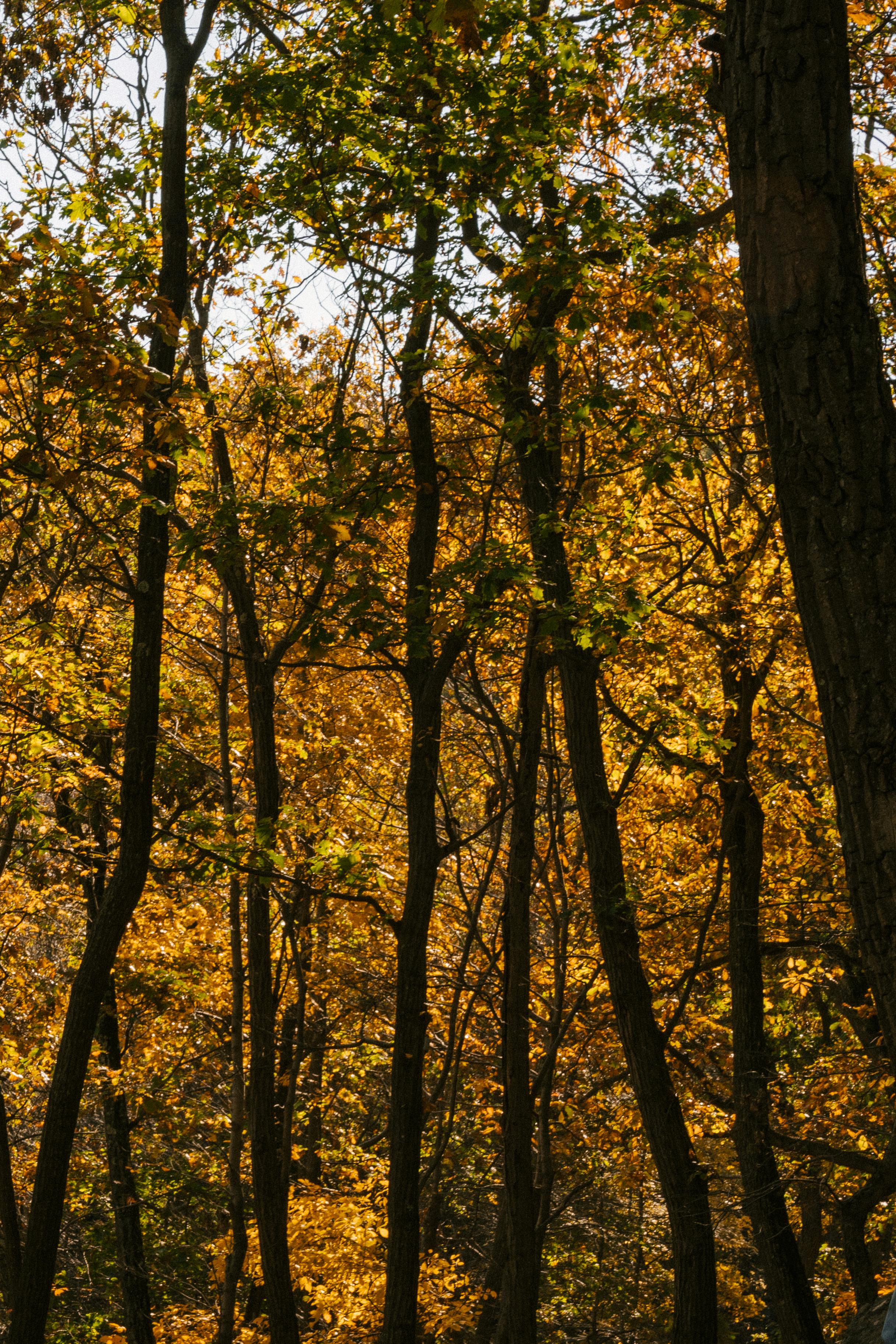 Tall lush trees in autumn park · Free Stock Photo