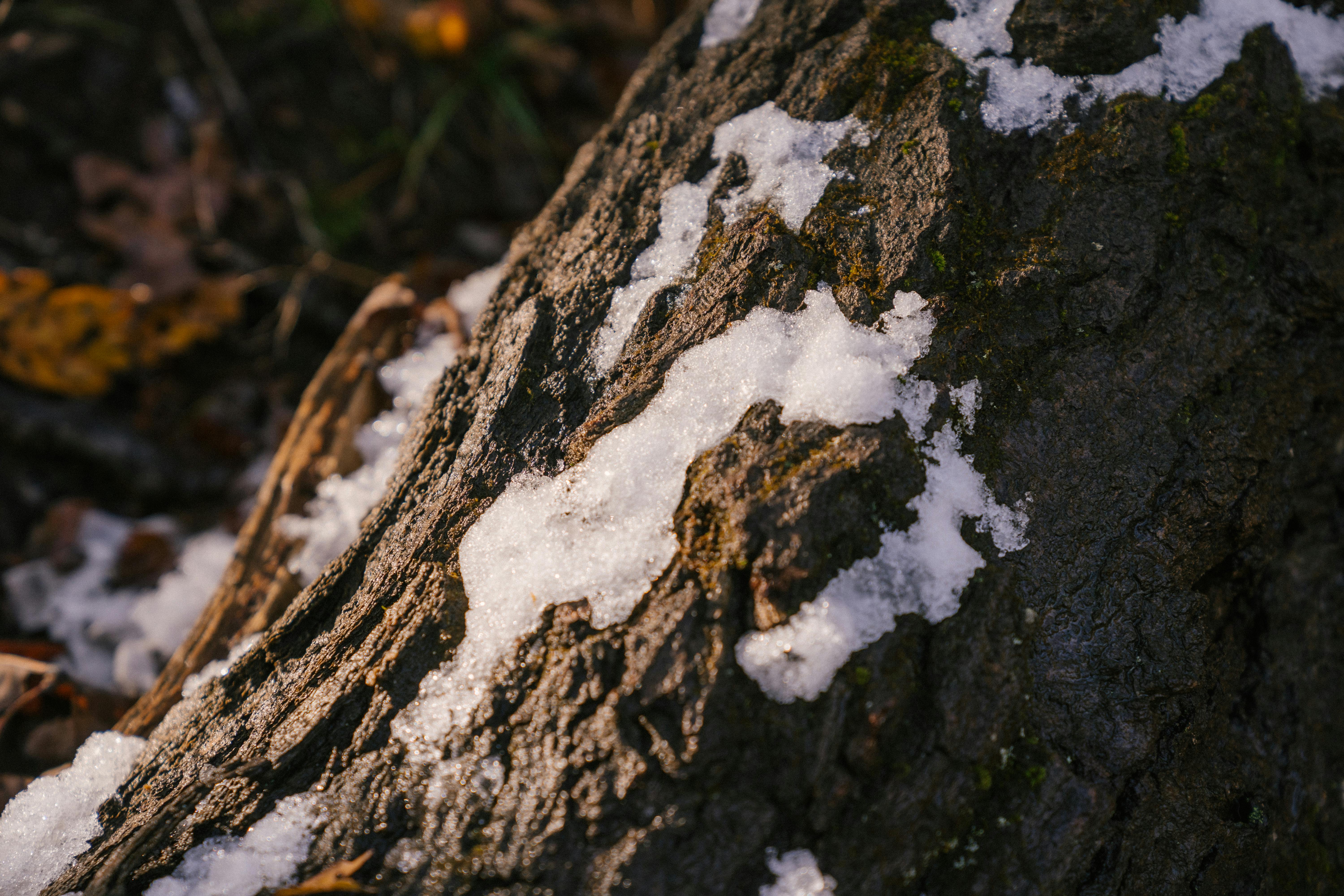 Massive tree trunk in snowy park · Free Stock Photo