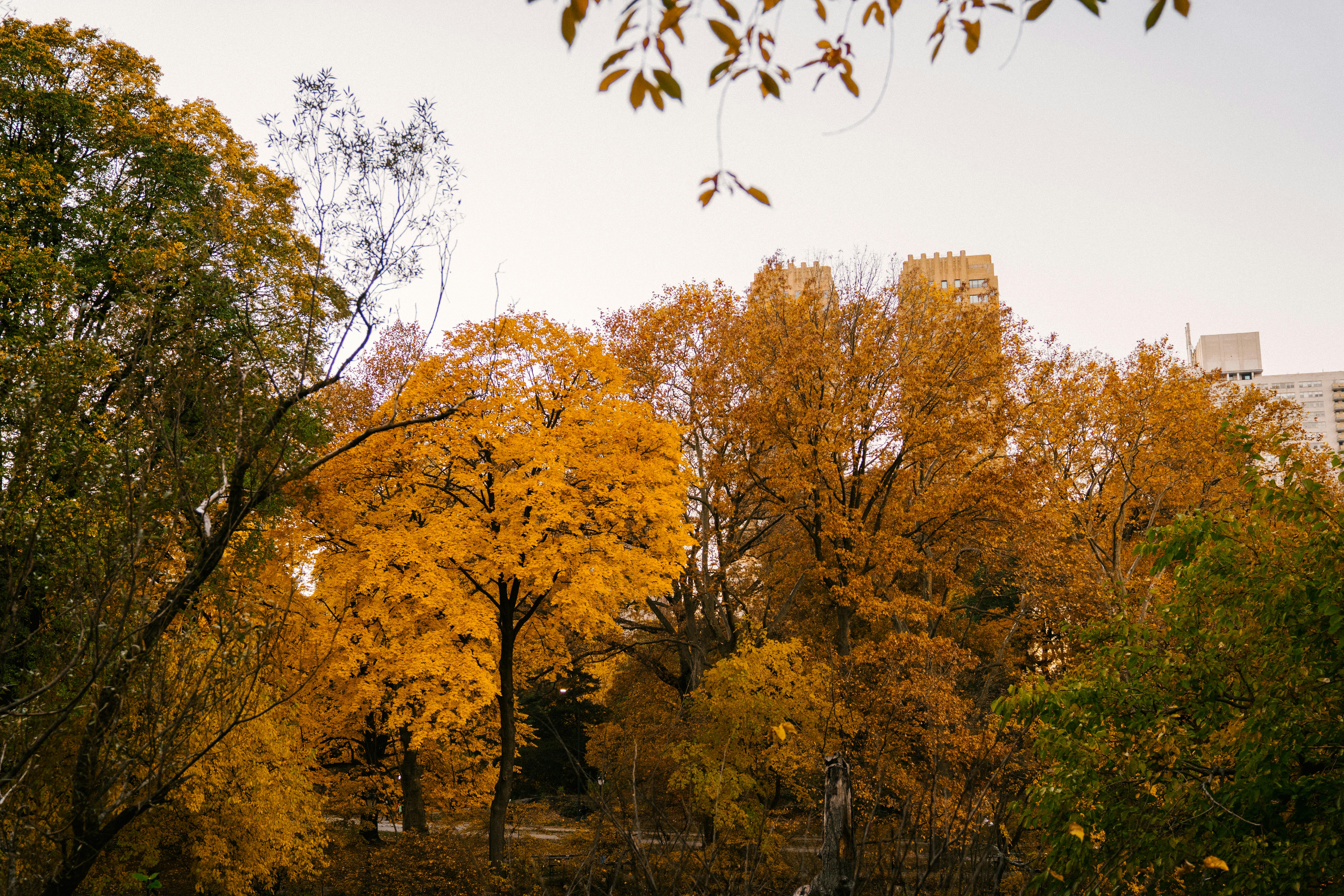 Autumn trees growing in city park · Free Stock Photo