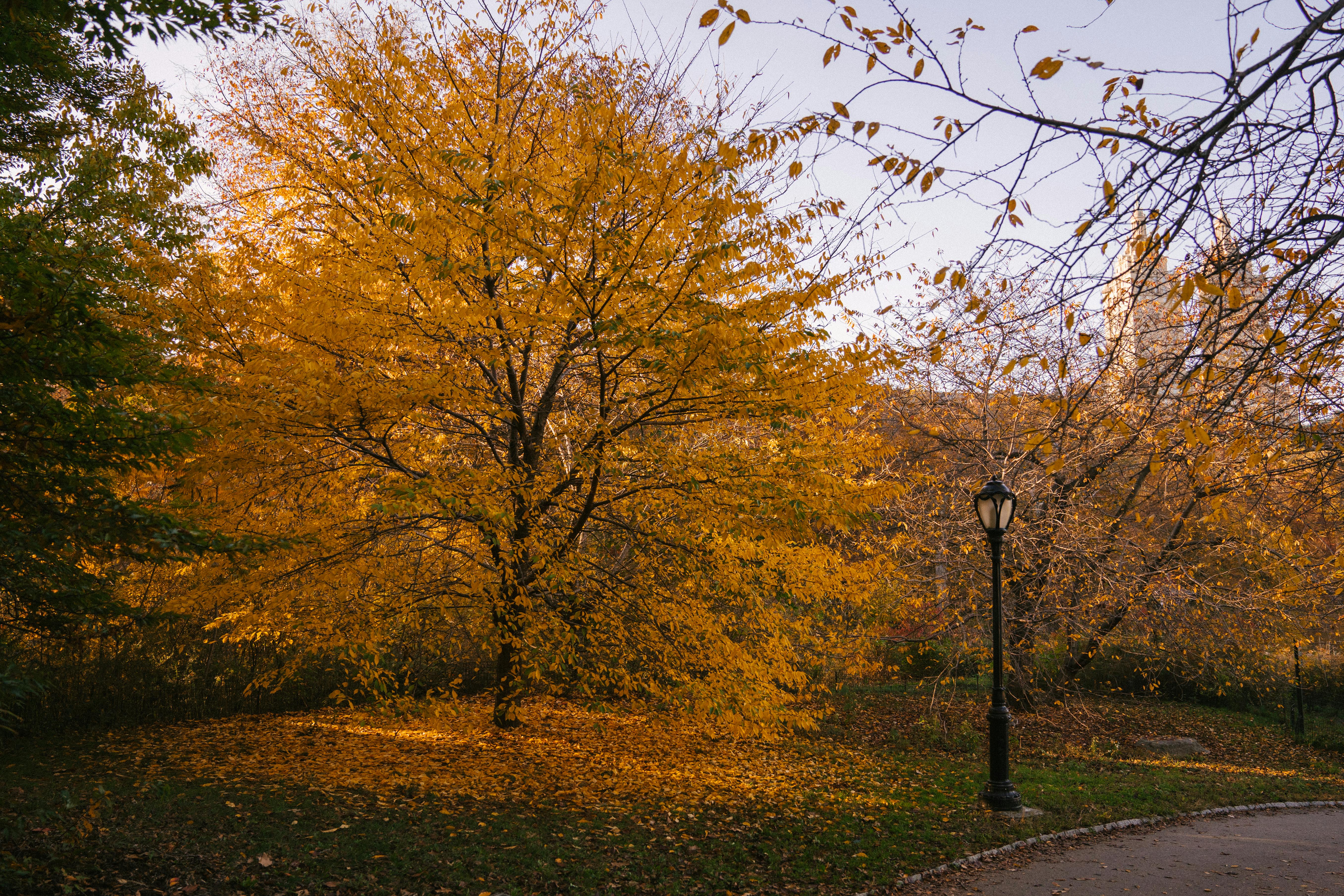 Empty Forest · Free Stock Photo