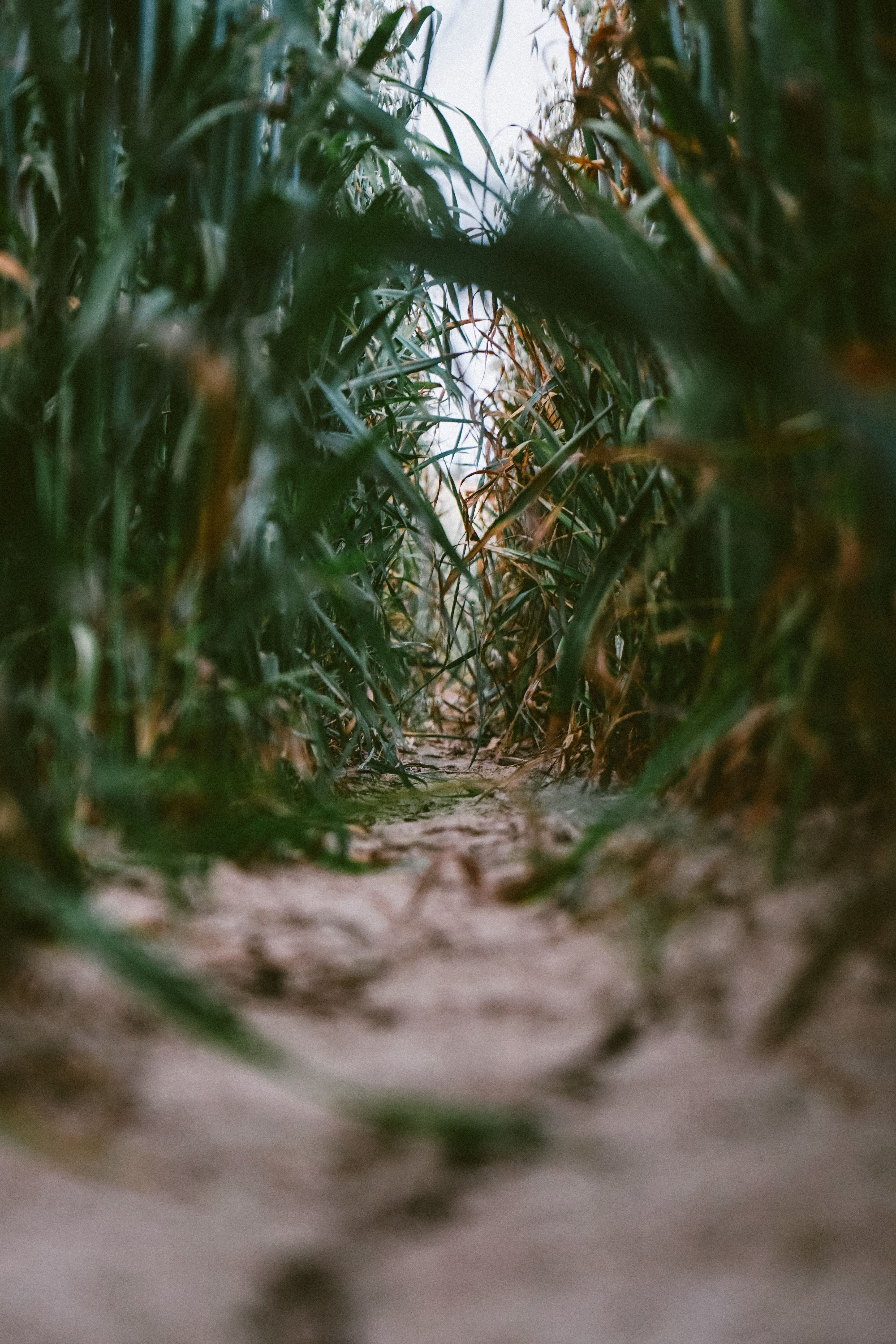 Worms Eye View Of Grass · Free Stock Photo