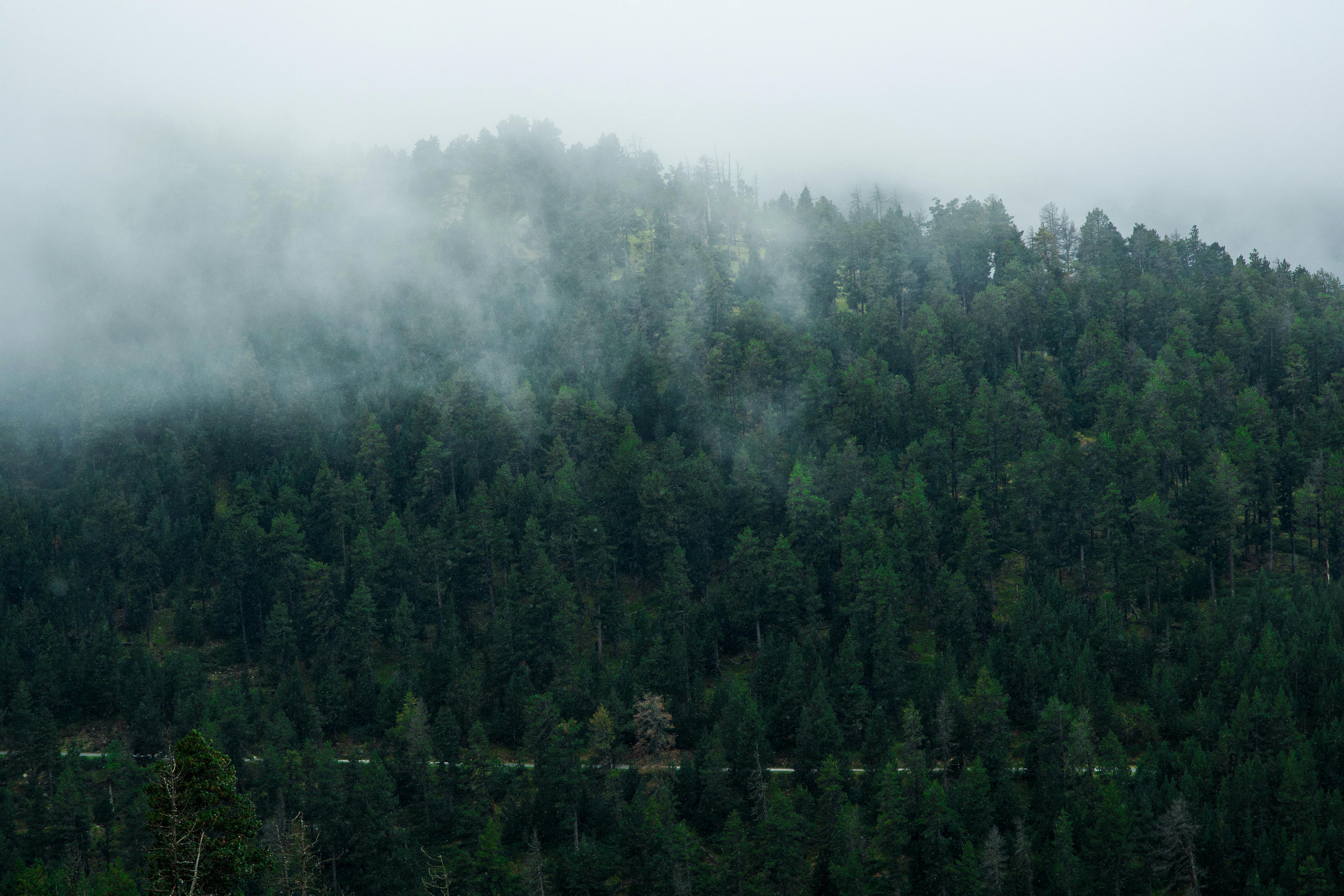Fog over Forest · Free Stock Photo