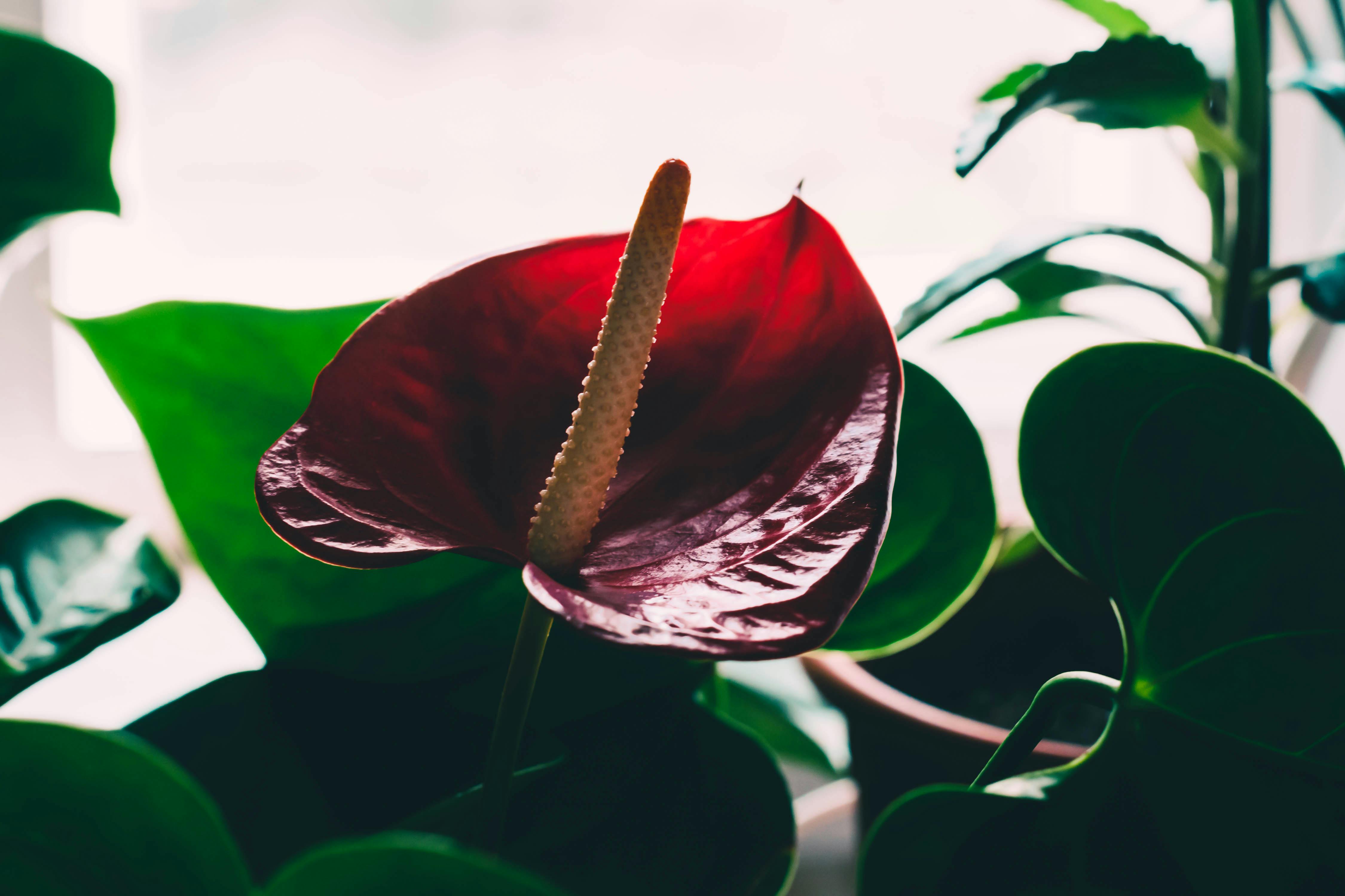 Photo of a Red Leaf · Free Stock Photo