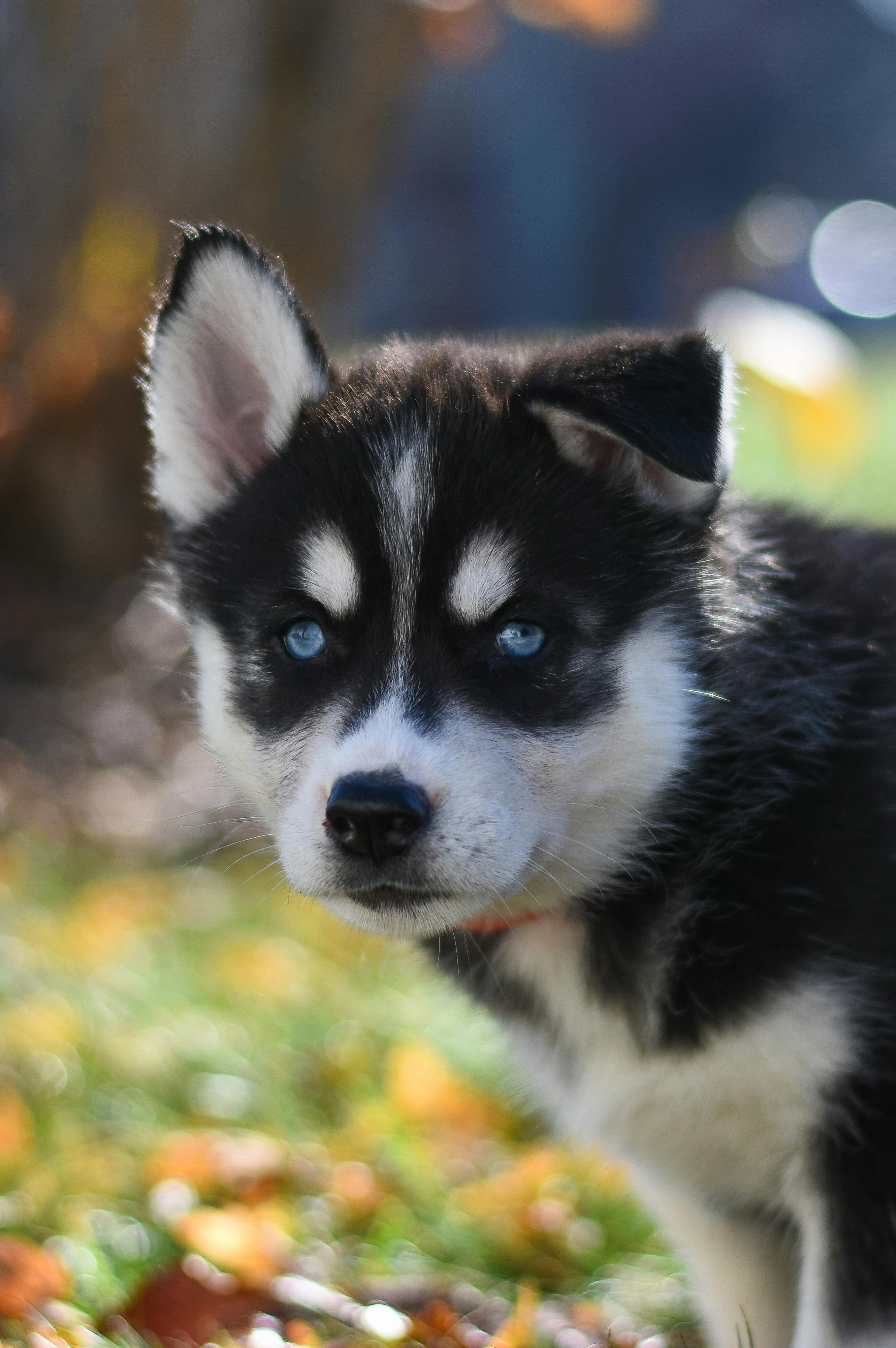 Close-up of a Siberian Husky Dog · Free Stock Photo